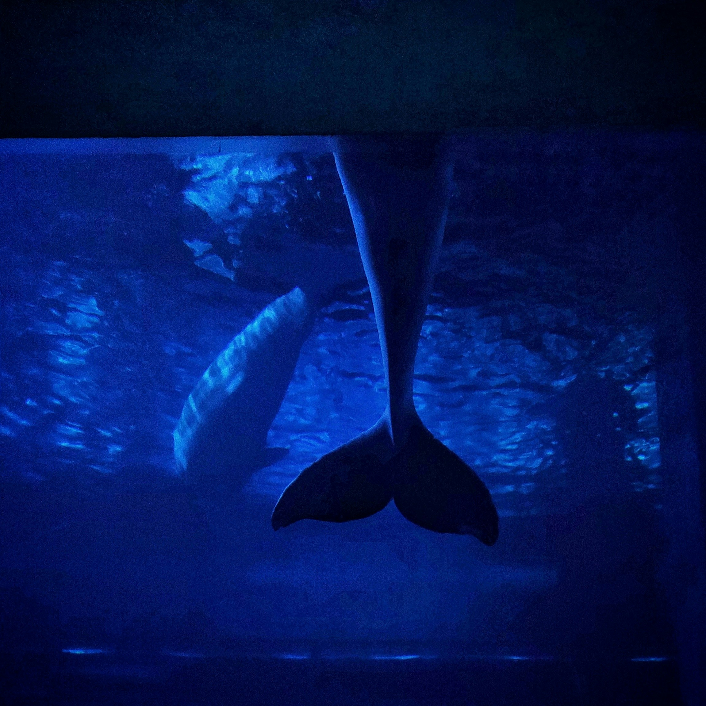 Cobalt Silhouette: Whale Tail Revealed from Beneath an Aquarium