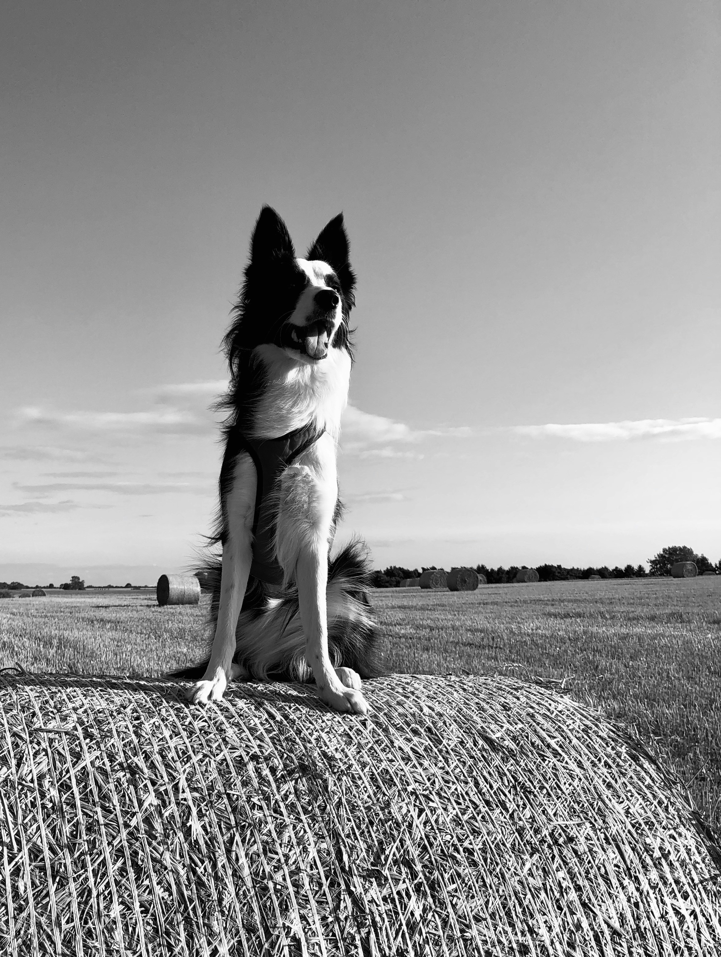 Grayscale photography of dog on hay bale photo – Free Grey Image on ...