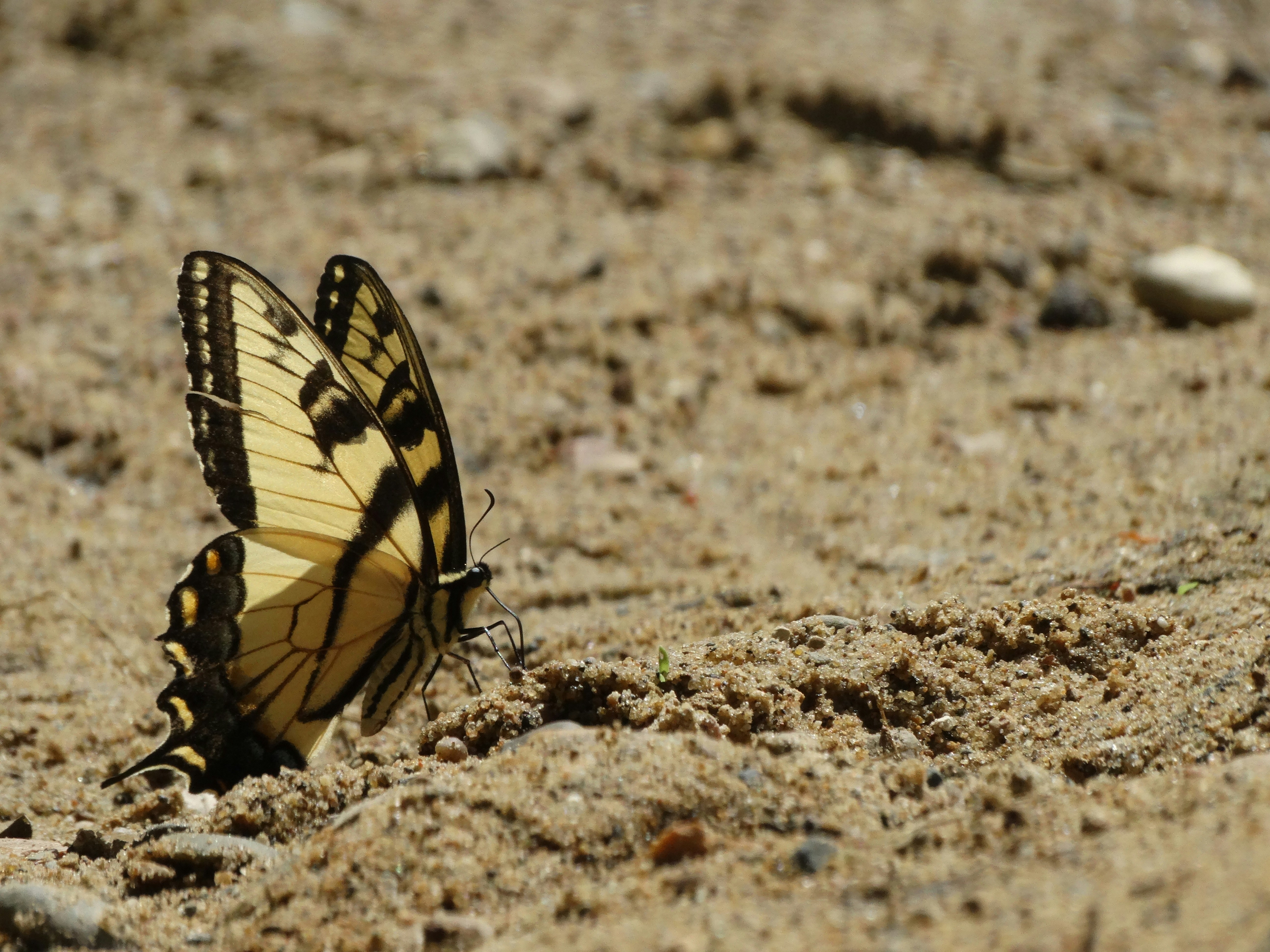 Yellow and black butterfly perched on sandy ground, showcasing intricate wing patterns against a textured backdrop.