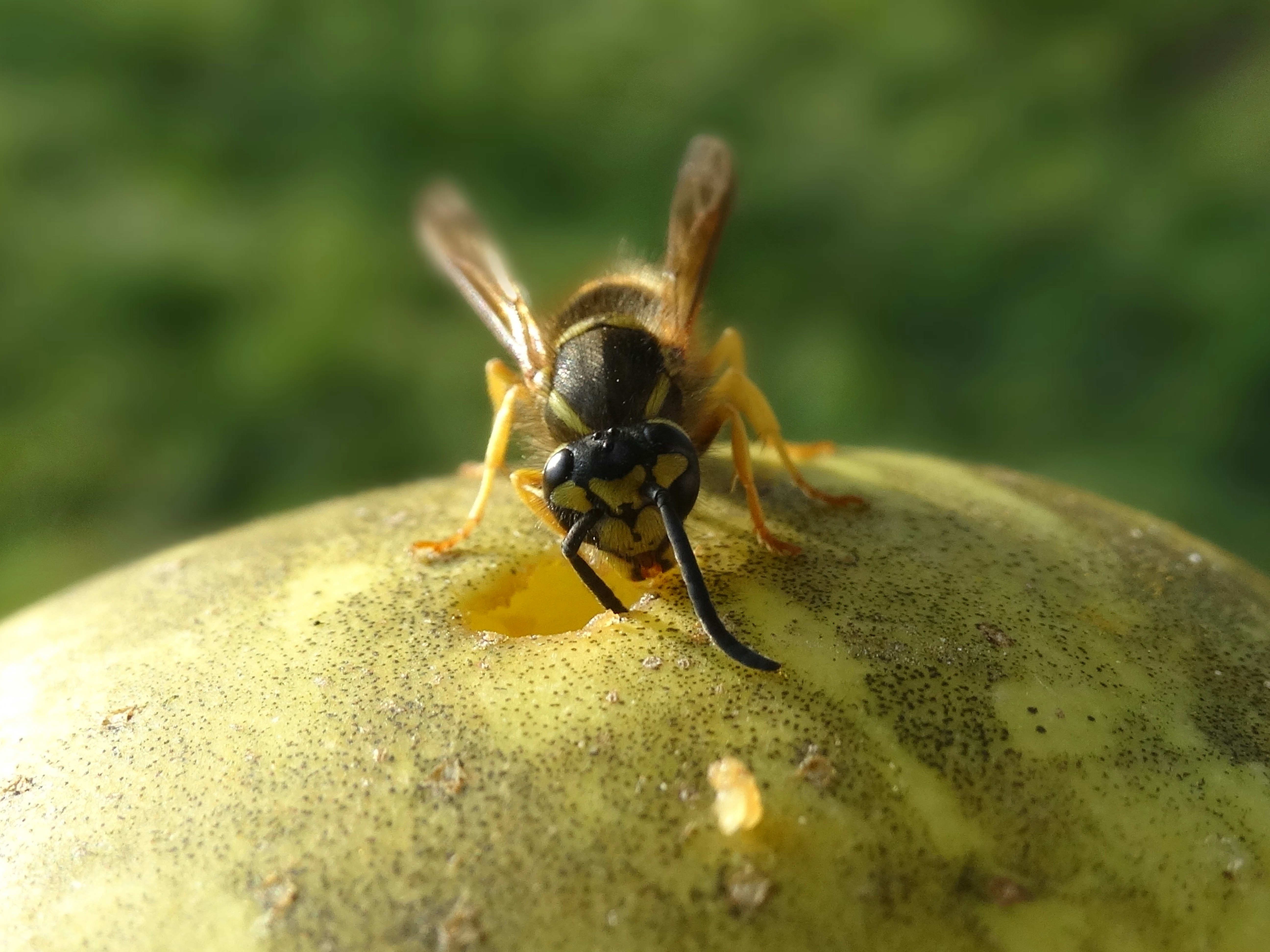 A close-up view of a wasp perched on a yellow fruit, showcasing its detailed features and the texture of the surface beneath it.