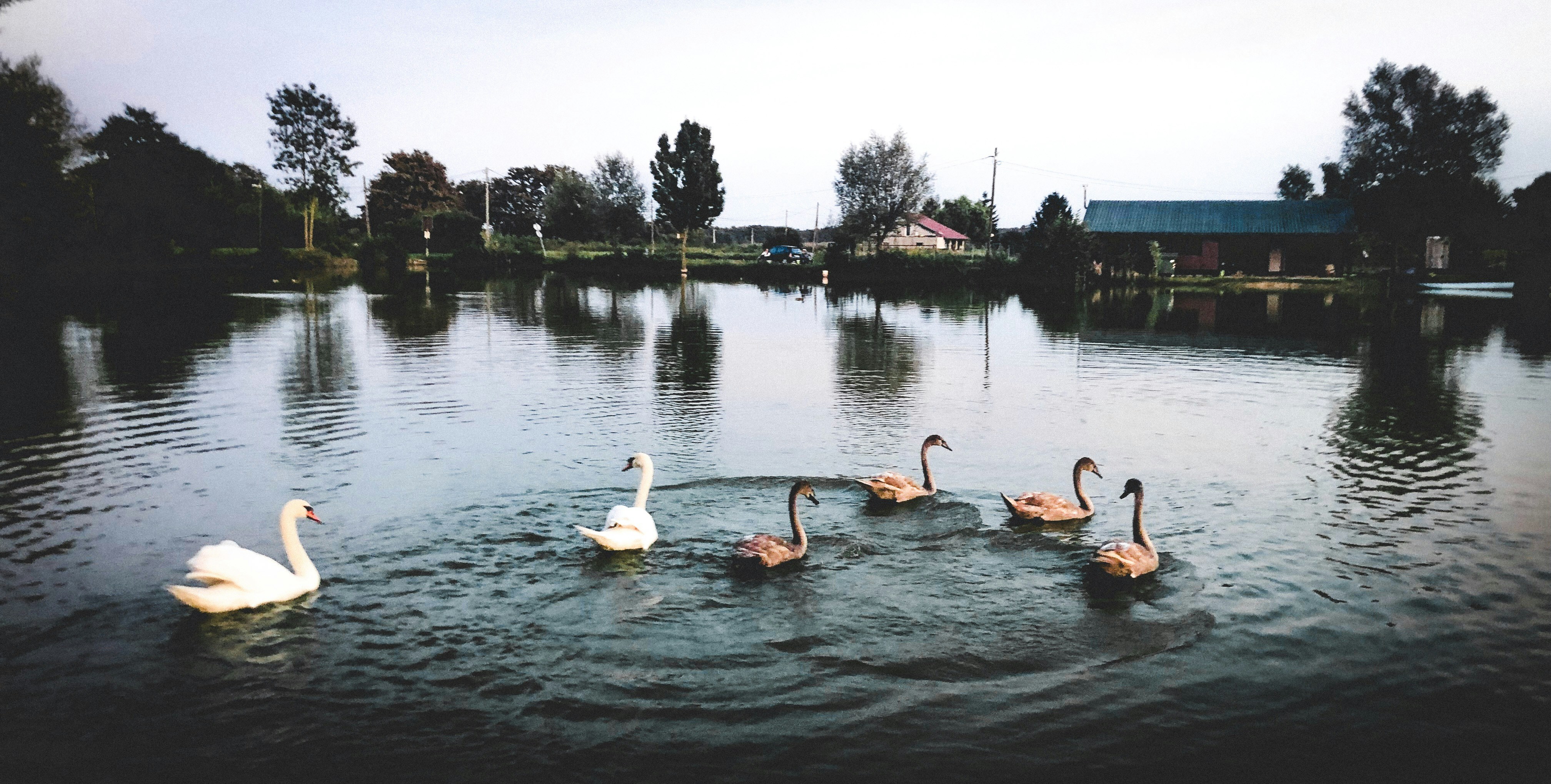 Swan Parade on a Calm Canal at Dusk