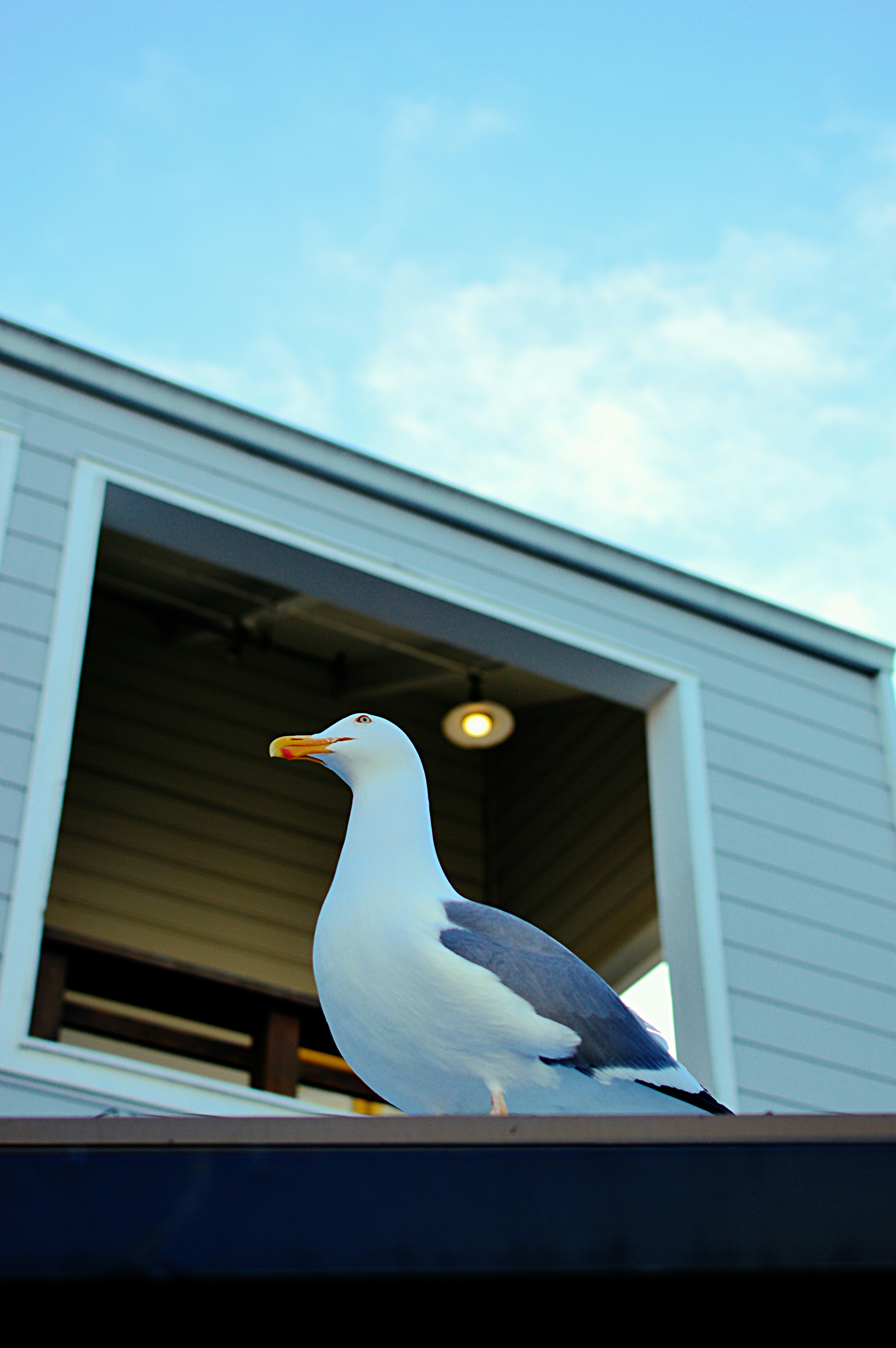 Sometimes I have seagulls as a reference for white color. I use to say "As white as a seagull". Love their whiteness.