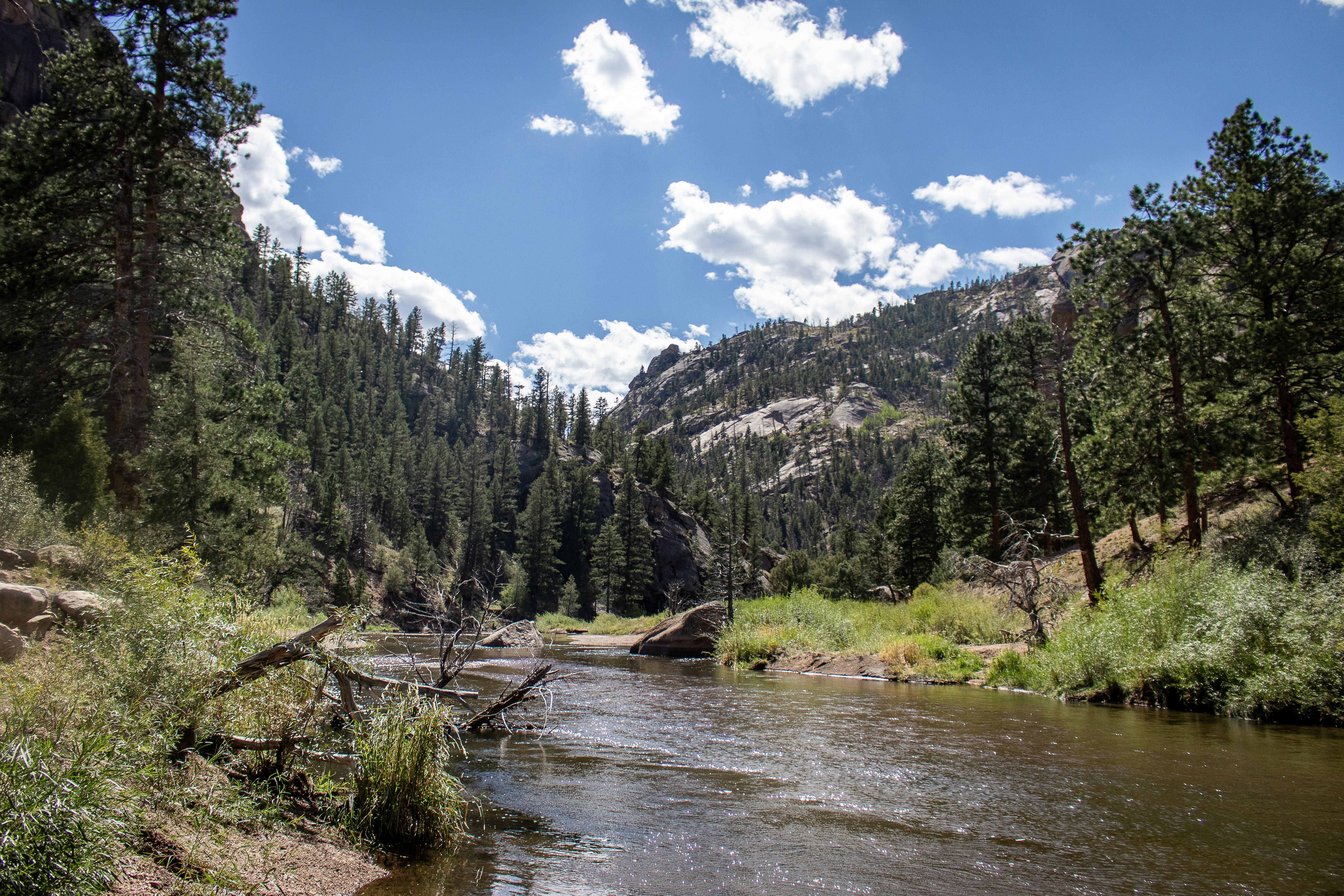 Serene river flowing through lush pine forest under a bright, cloud-dotted sky.