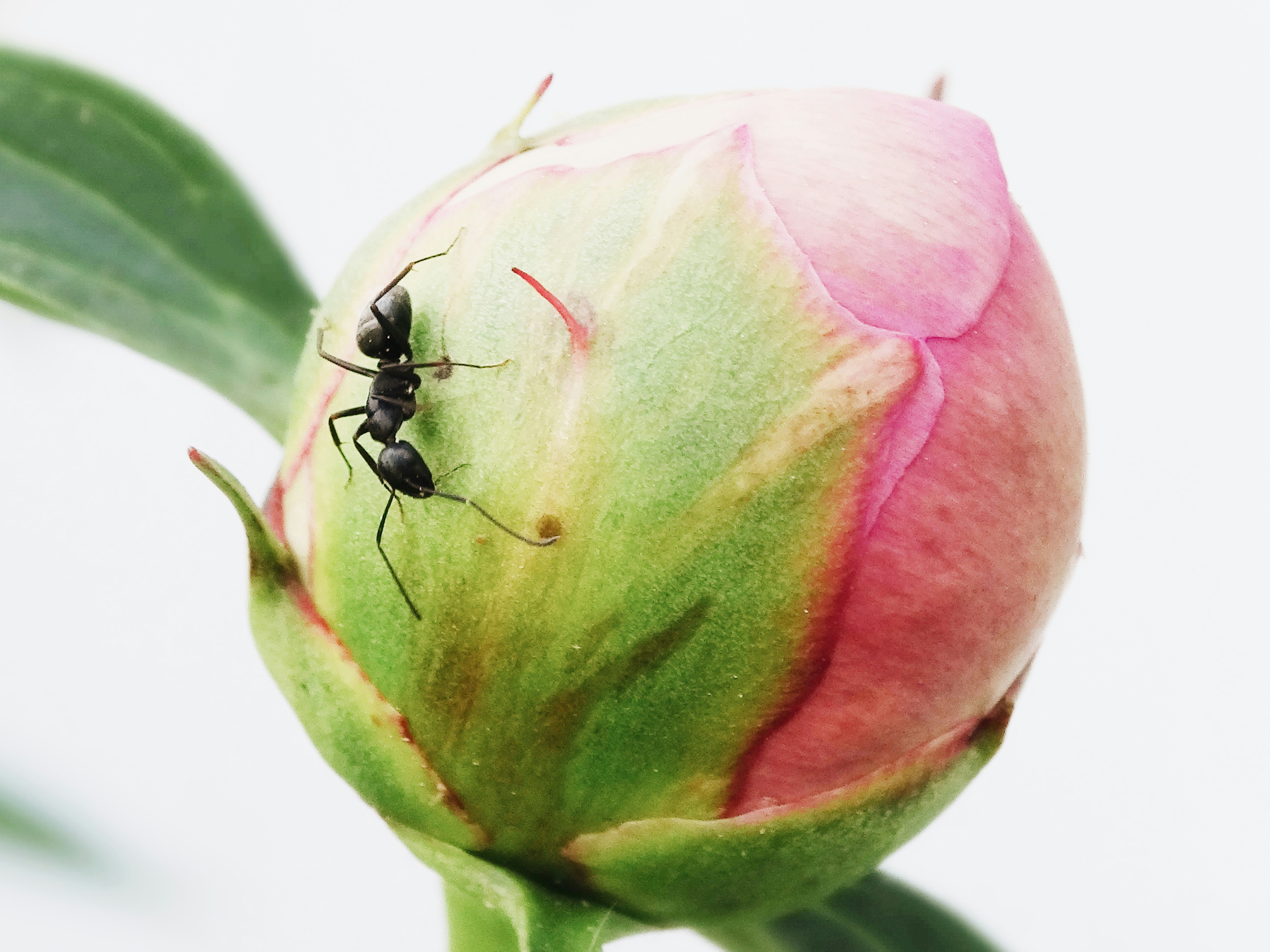 An ant climbs a peony bud, highlighting the intricate details of the flower's soft petals and vibrant colors.