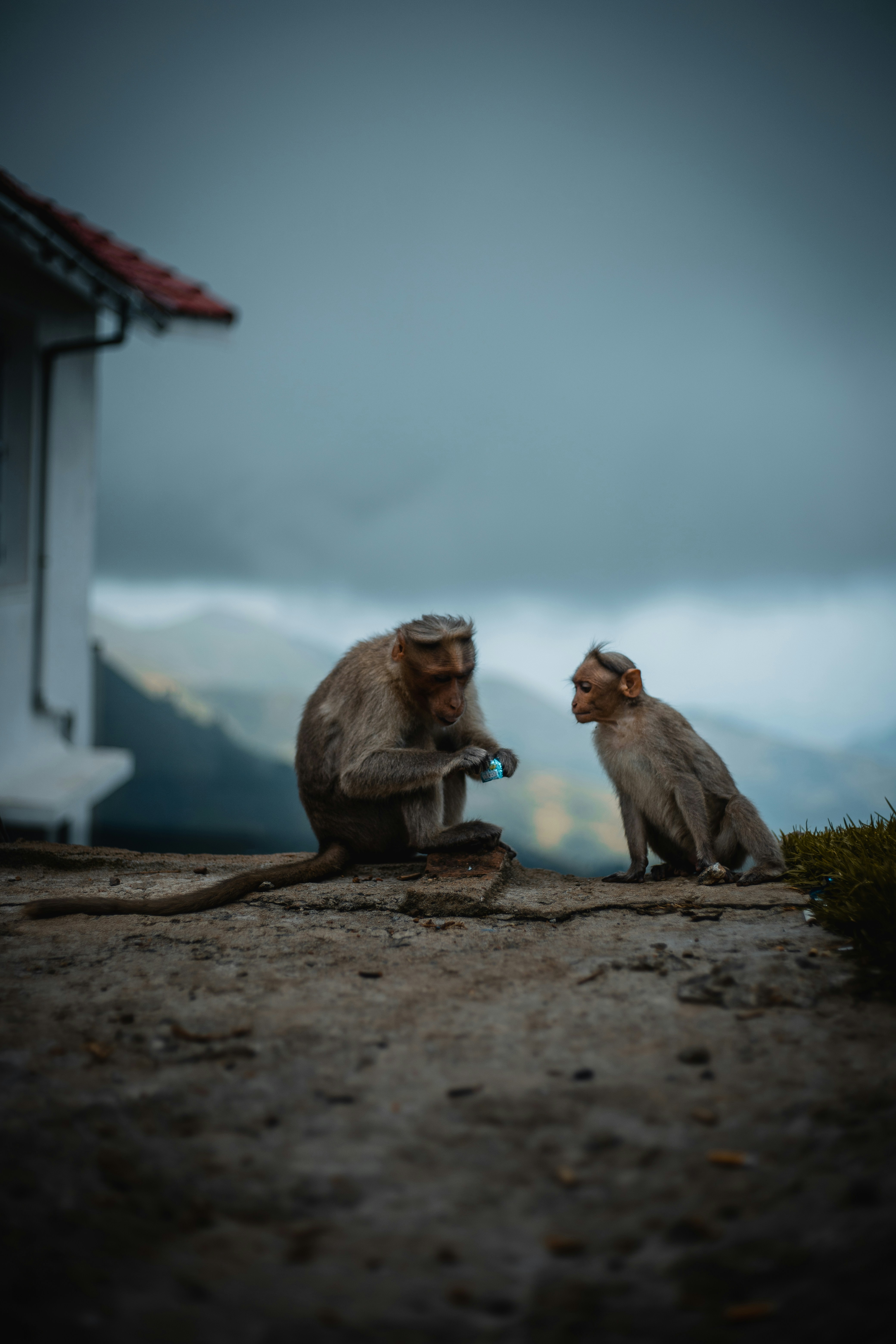 Two monkeys interacting on a rocky surface, with a house and mountains in the background under a moody sky.