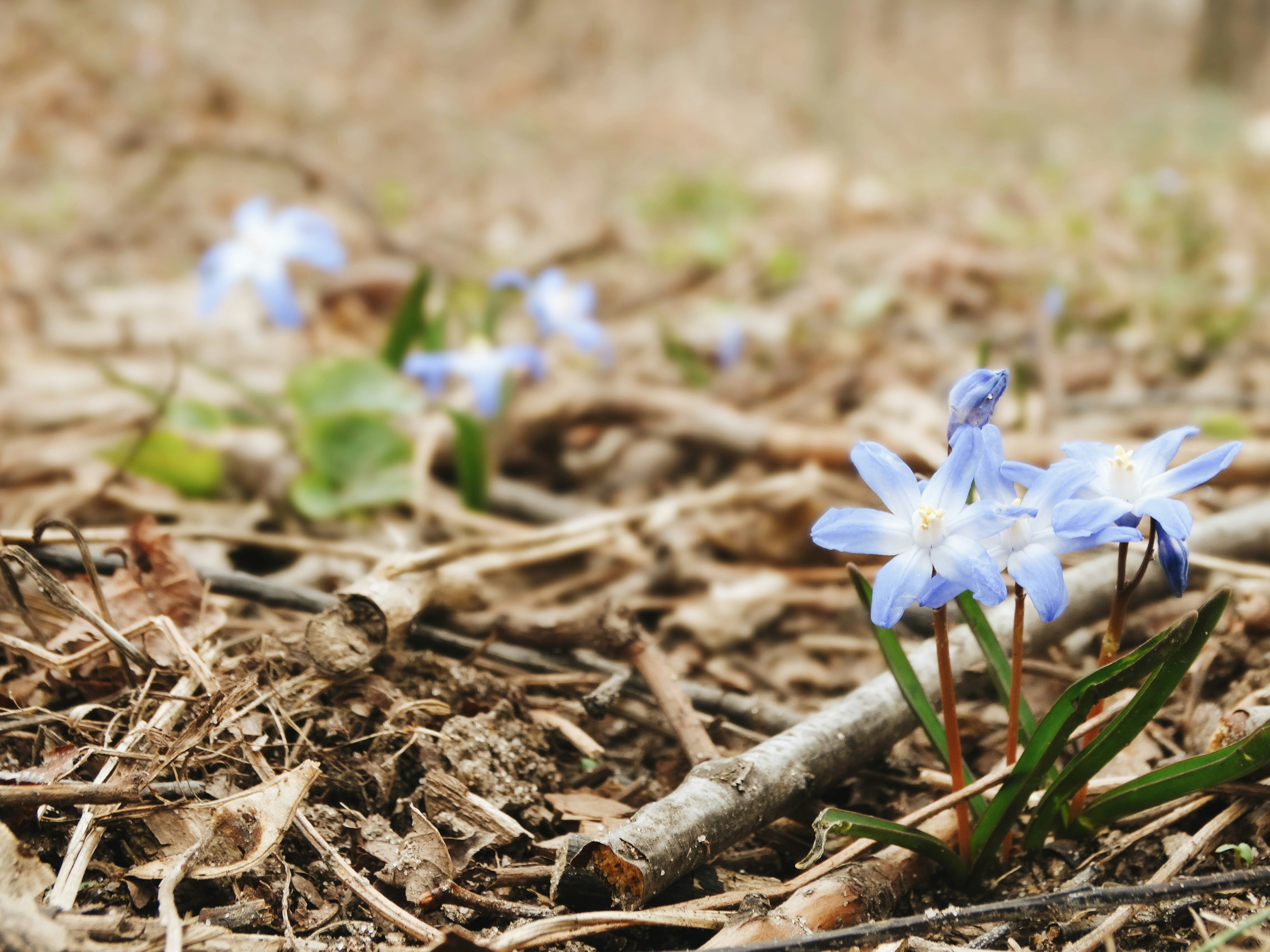 Delicate blue flowers emerging from the forest floor, surrounded by twigs and leaves, signaling the arrival of spring.