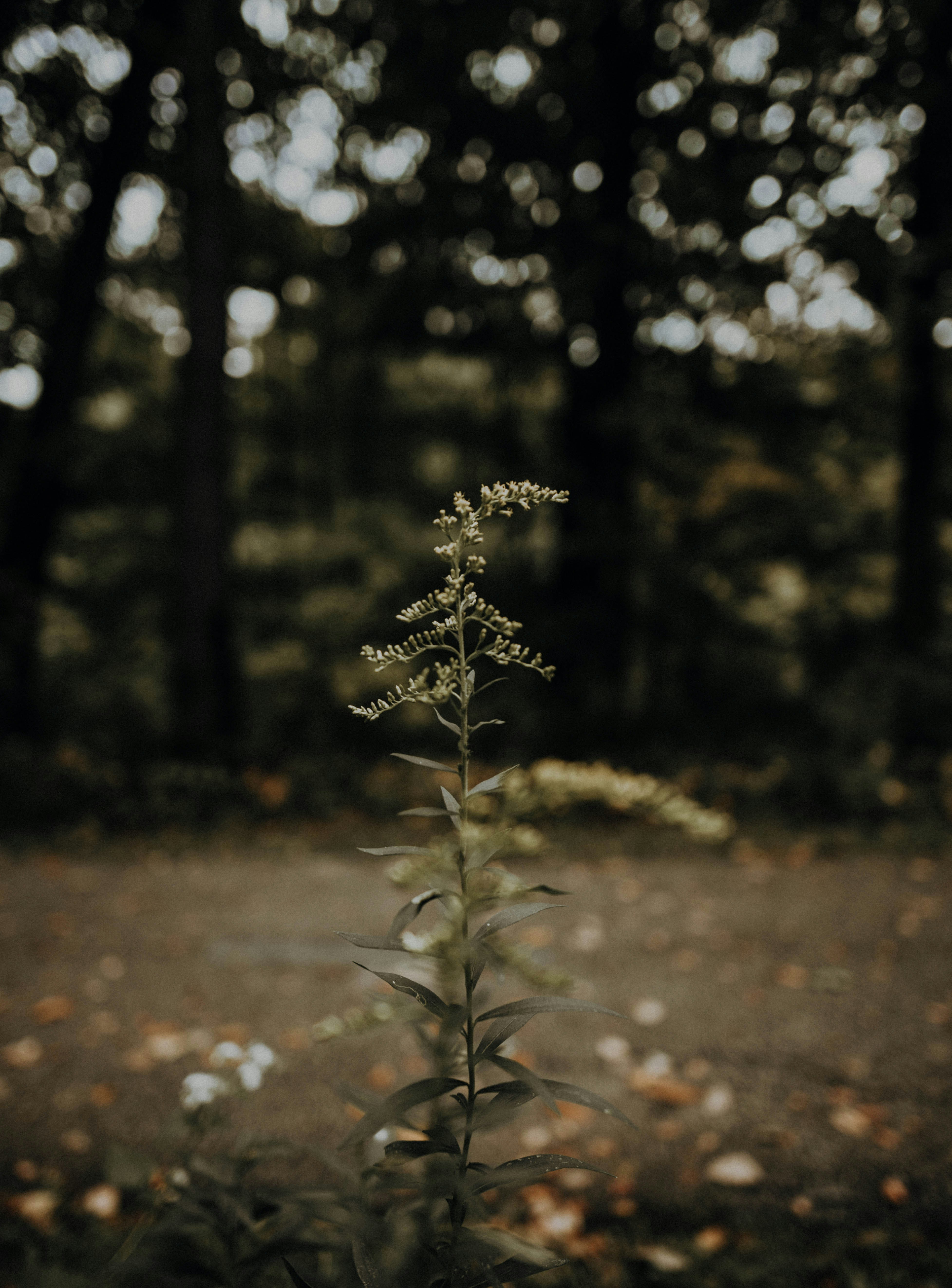 Lone Wildflower in Dappled Forest Light