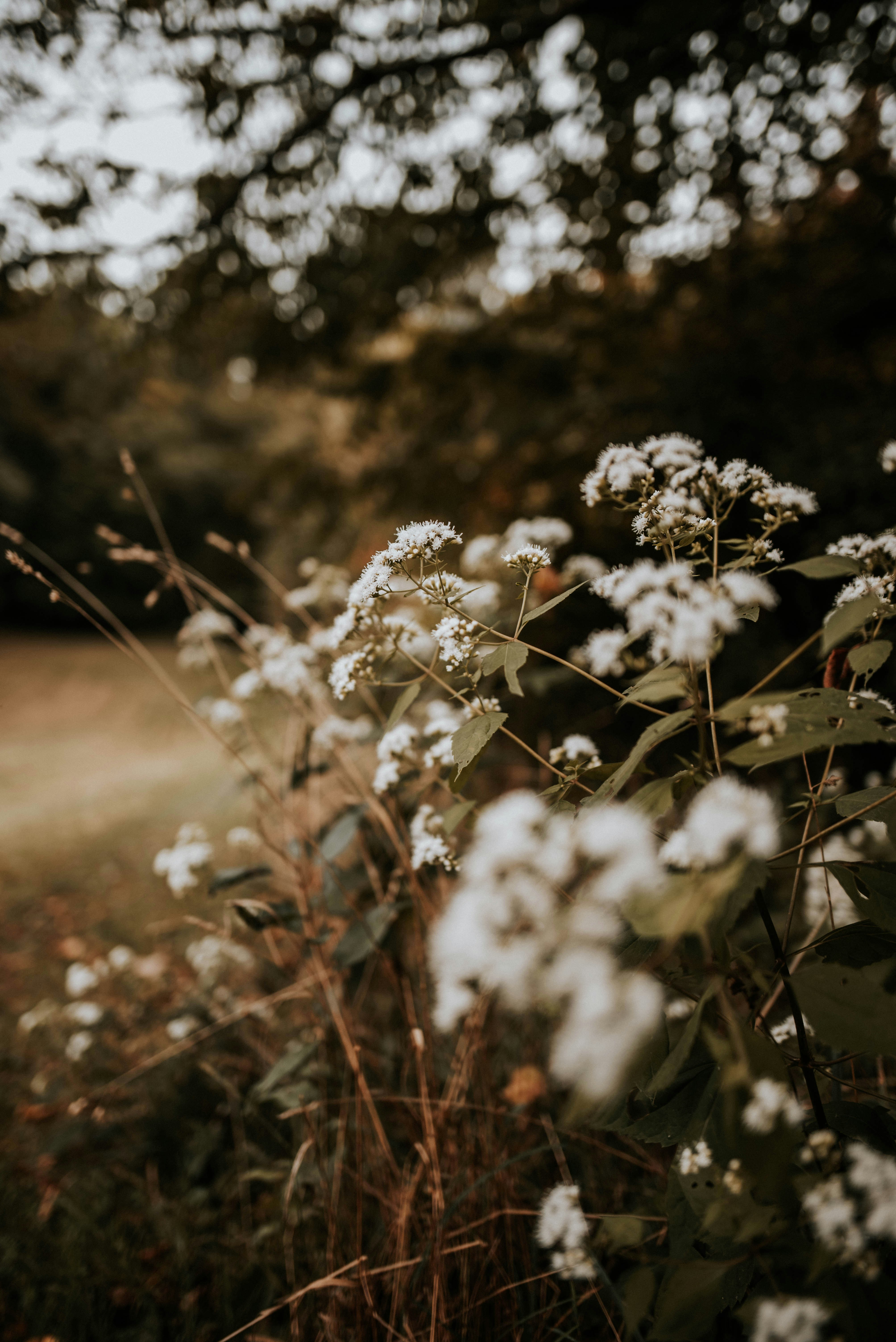 Soft-field Blooms: White Queen Anemones in Evening Haze