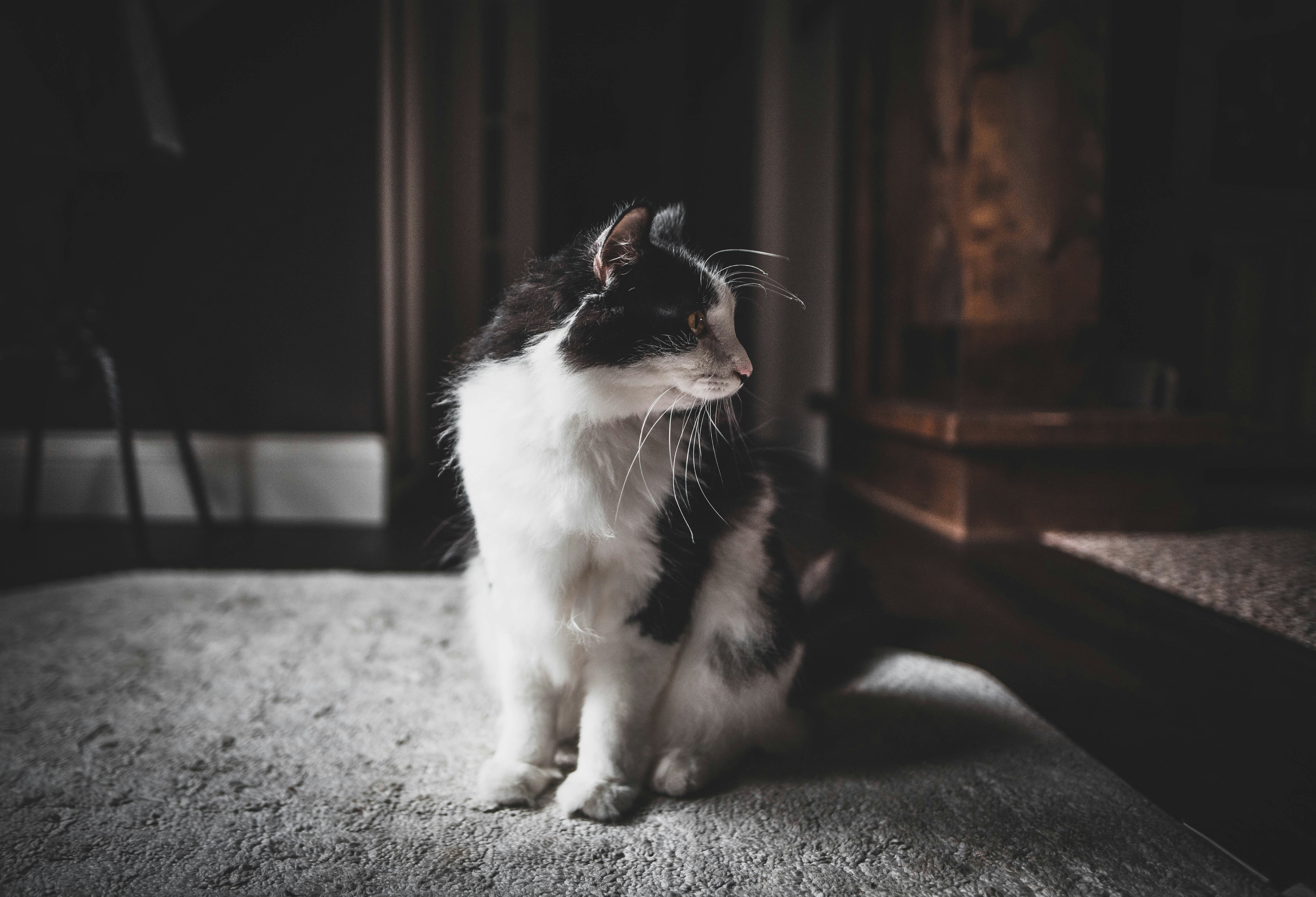 A black and white cat sits gracefully on a textured rug, illuminated by soft, ambient light in a cozy interior setting.