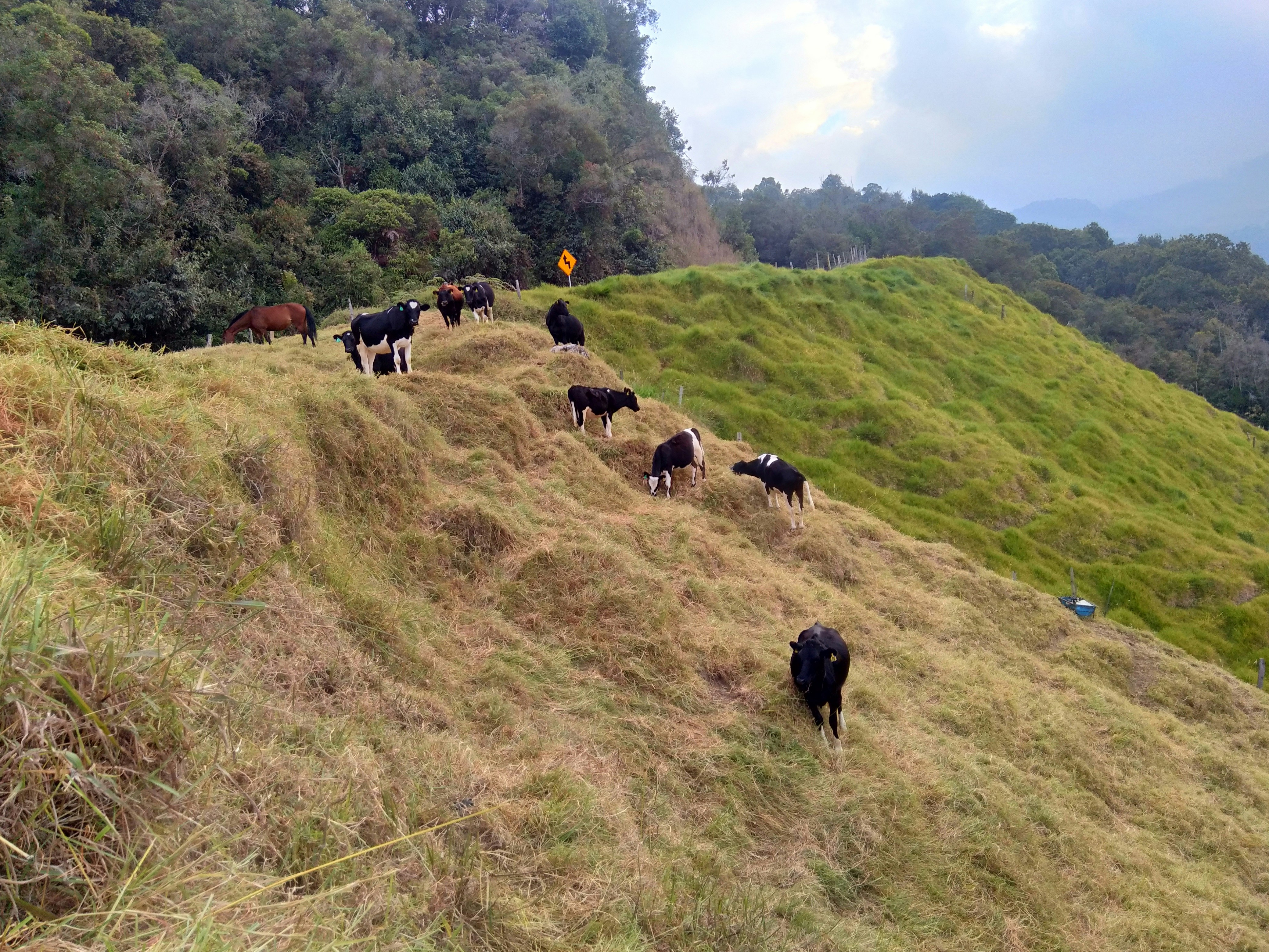 Cattle graze along a rolling grassy hillside with a distant line of trees under a soft sky.