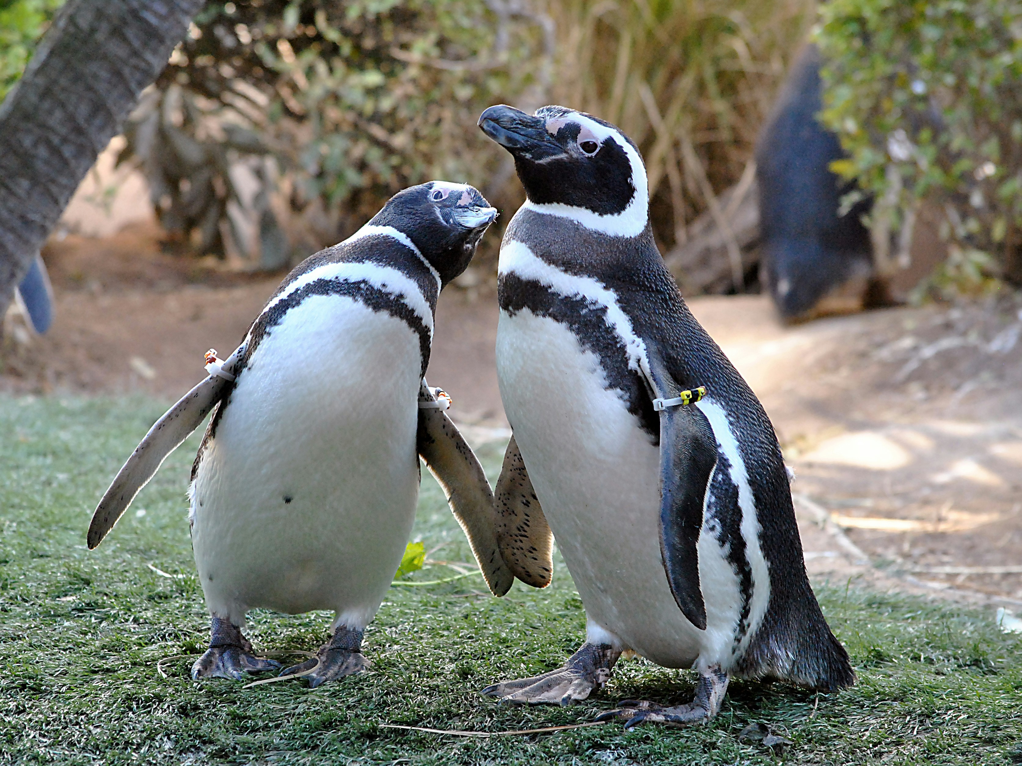 Two penguins engaging in a playful interaction in a natural habitat, showcasing their unique markings and behavior.
