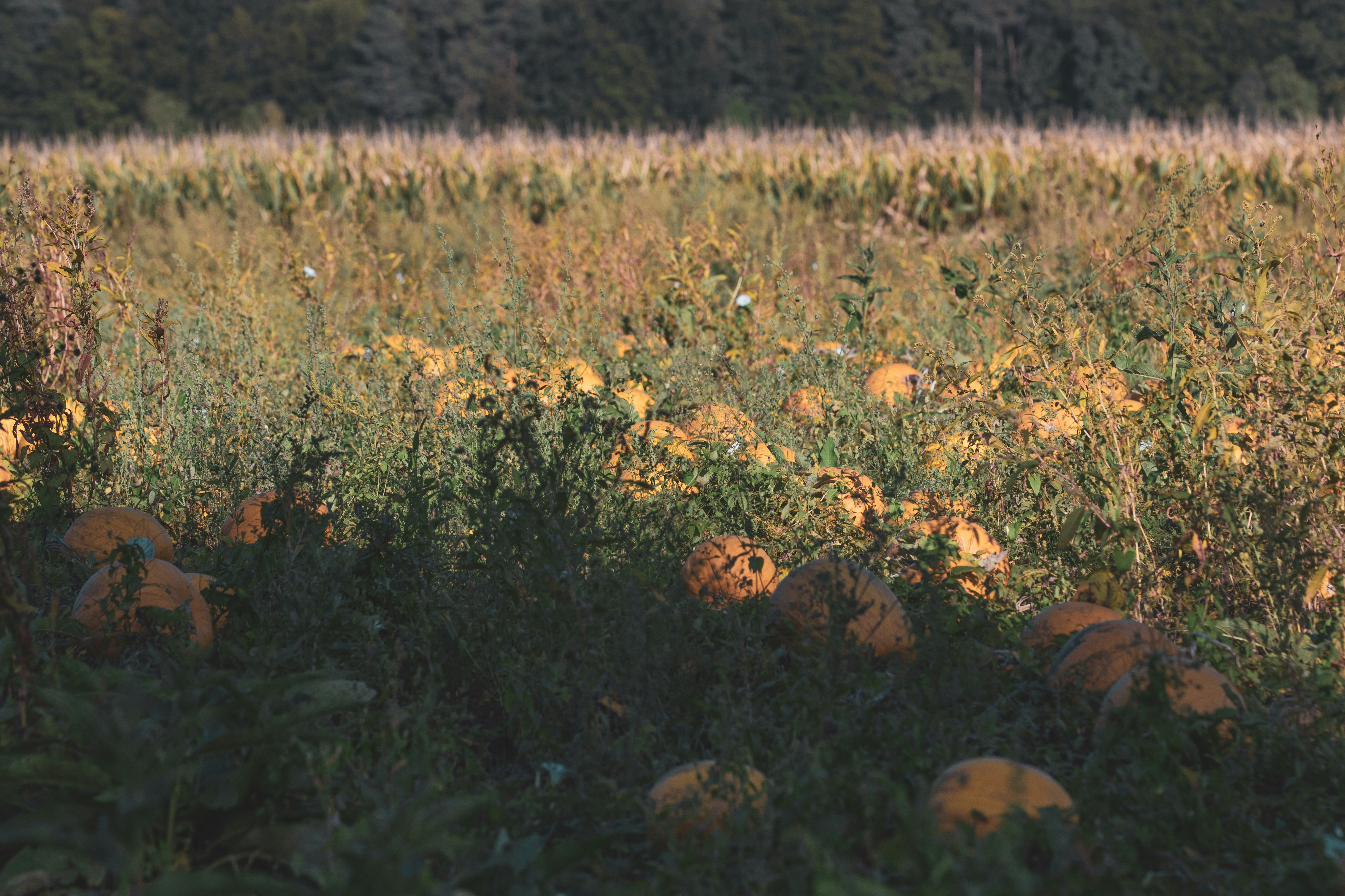 Vibrant orange pumpkins scattered among lush greenery in a field, surrounded by tall corn stalks. A serene autumn scene.
