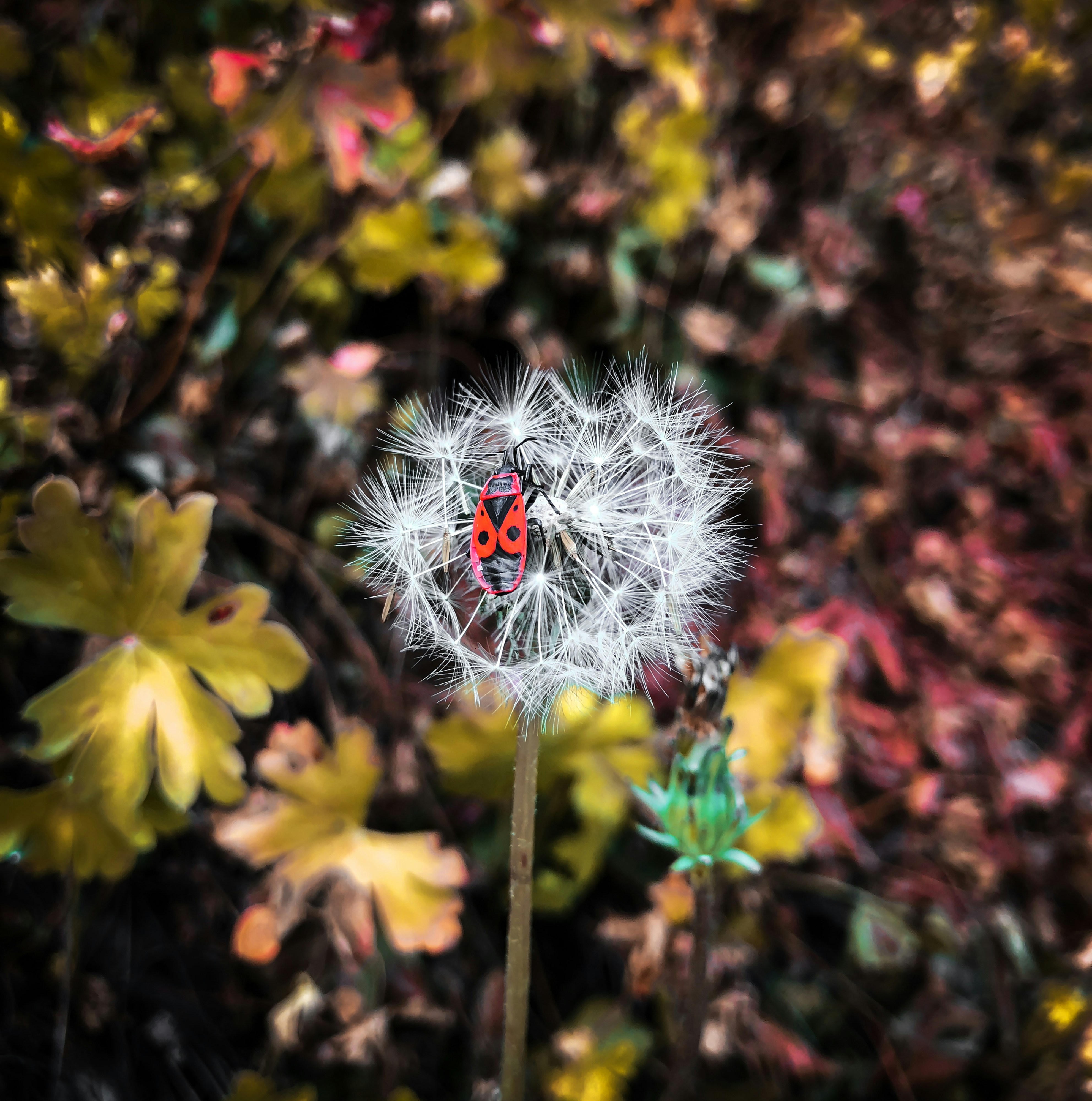 Dandelion Leaves Pictures | Download Free Images on Unsplash