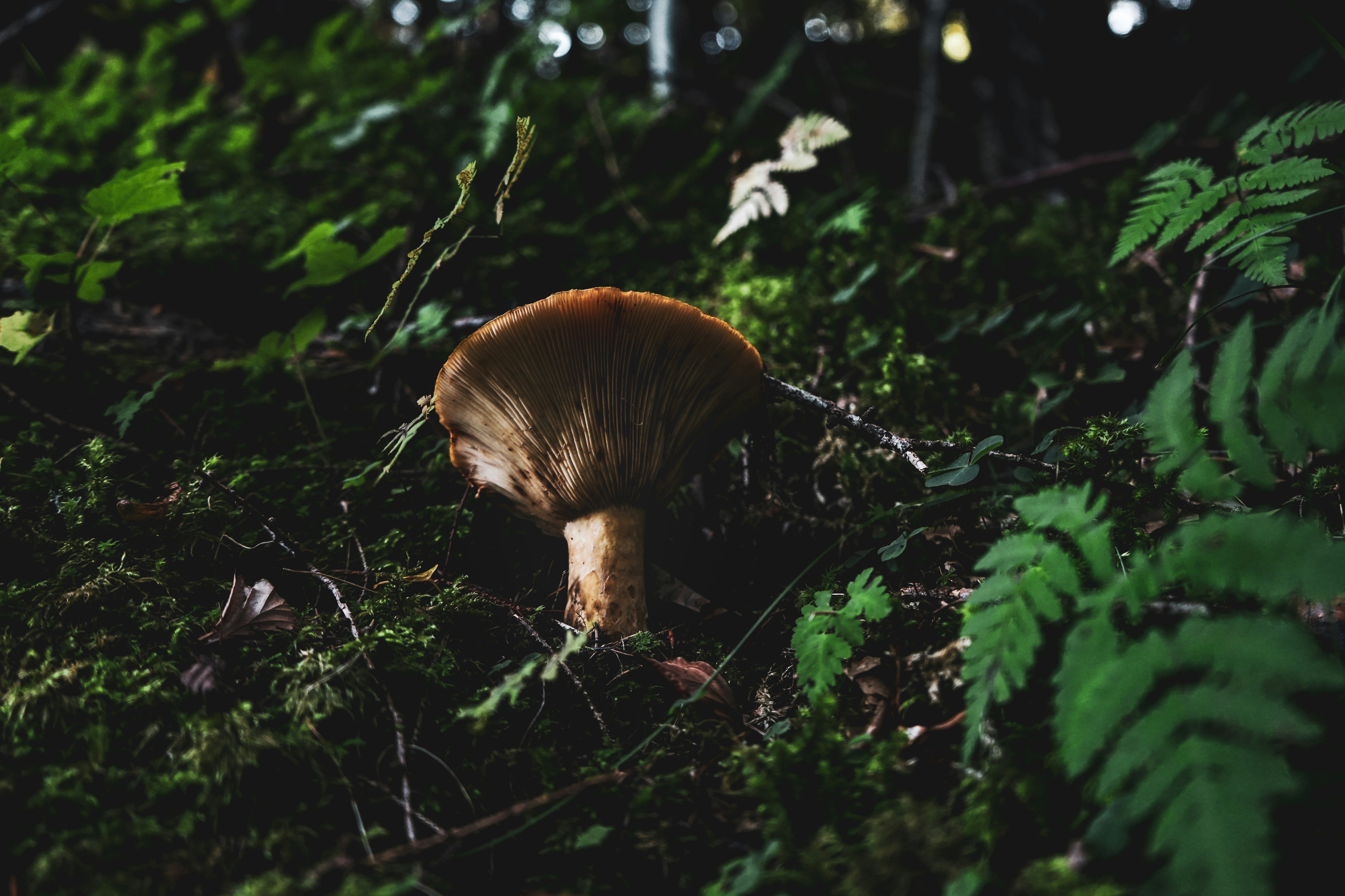 Amber-Cap Mushroom Piercing the Mossy Understory