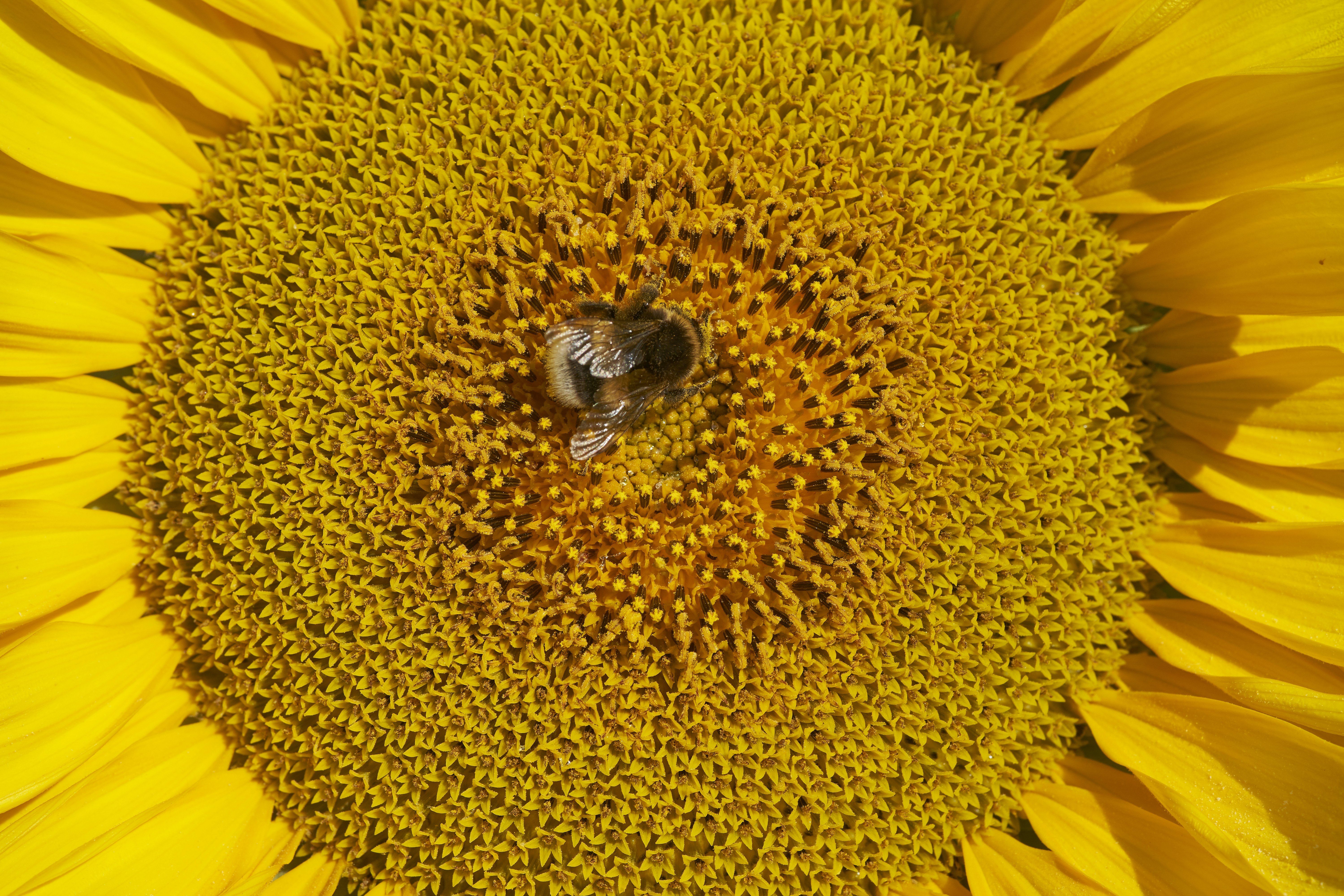 Honeybee at the Sunflower Core: A Macro Portrait in Golden Light