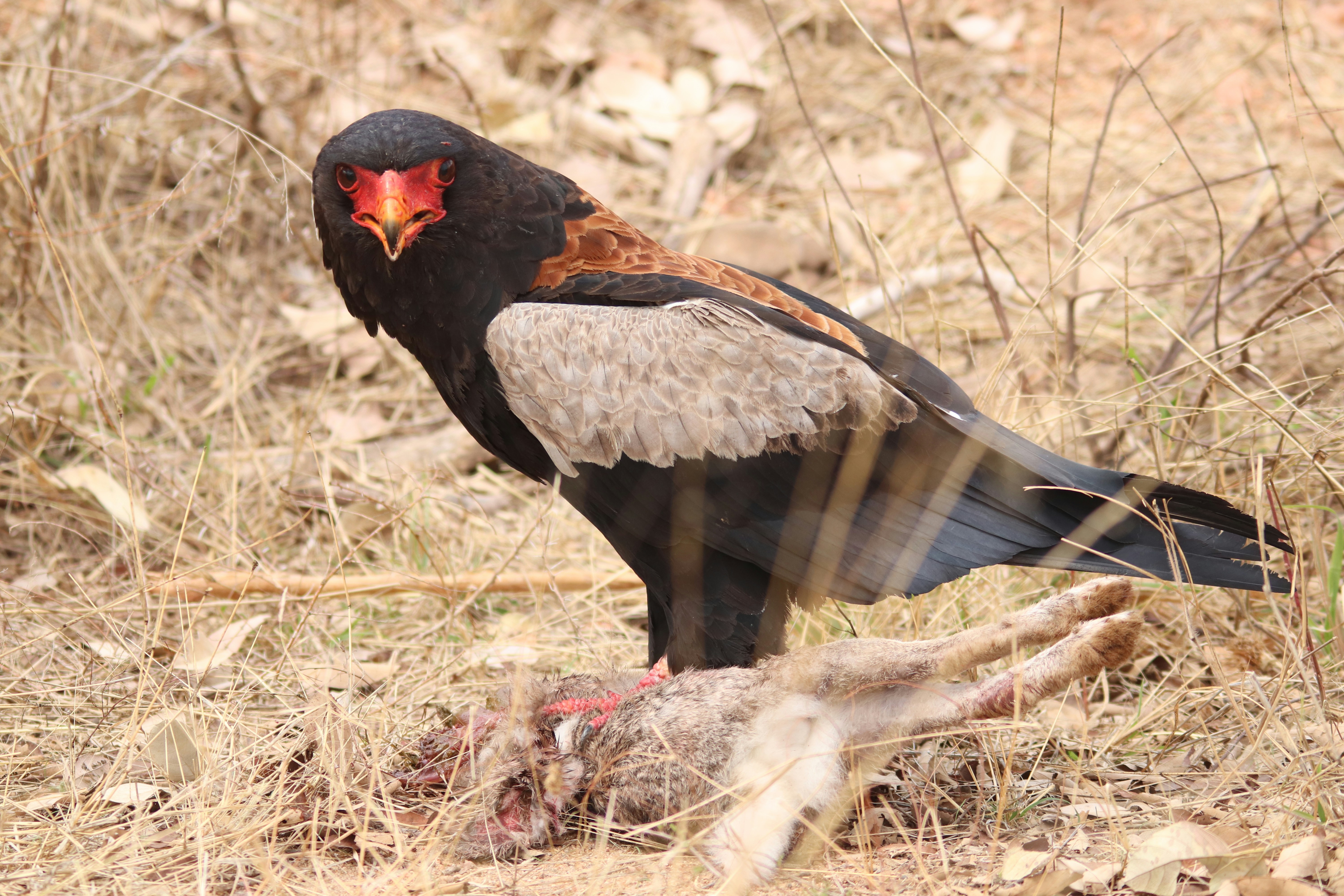 Raptor in the Dry Grass: Dark Plumage over a Carcass