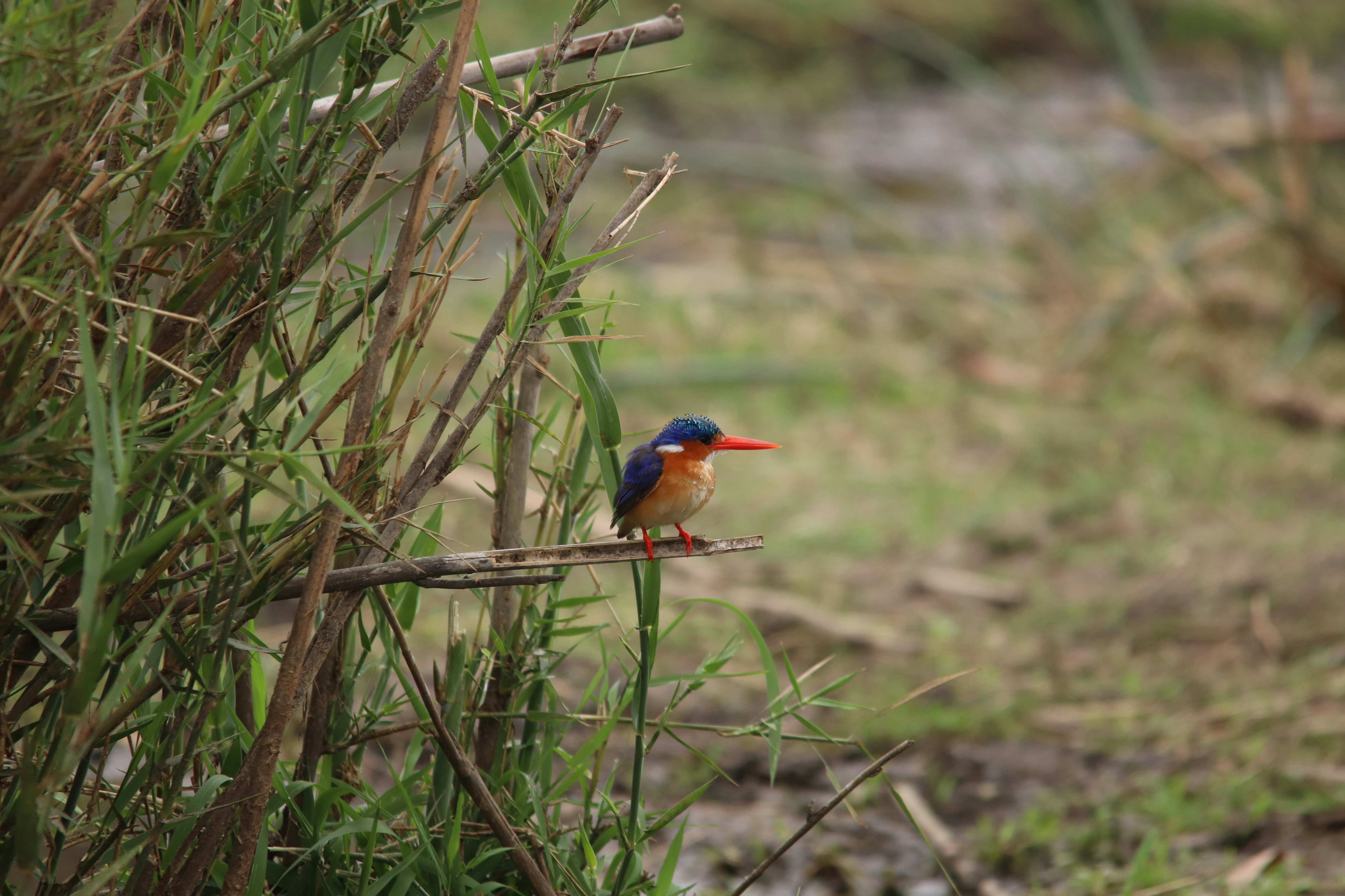 Azure-and-Orange Kingfisher on a reed perch by the muddy bank
