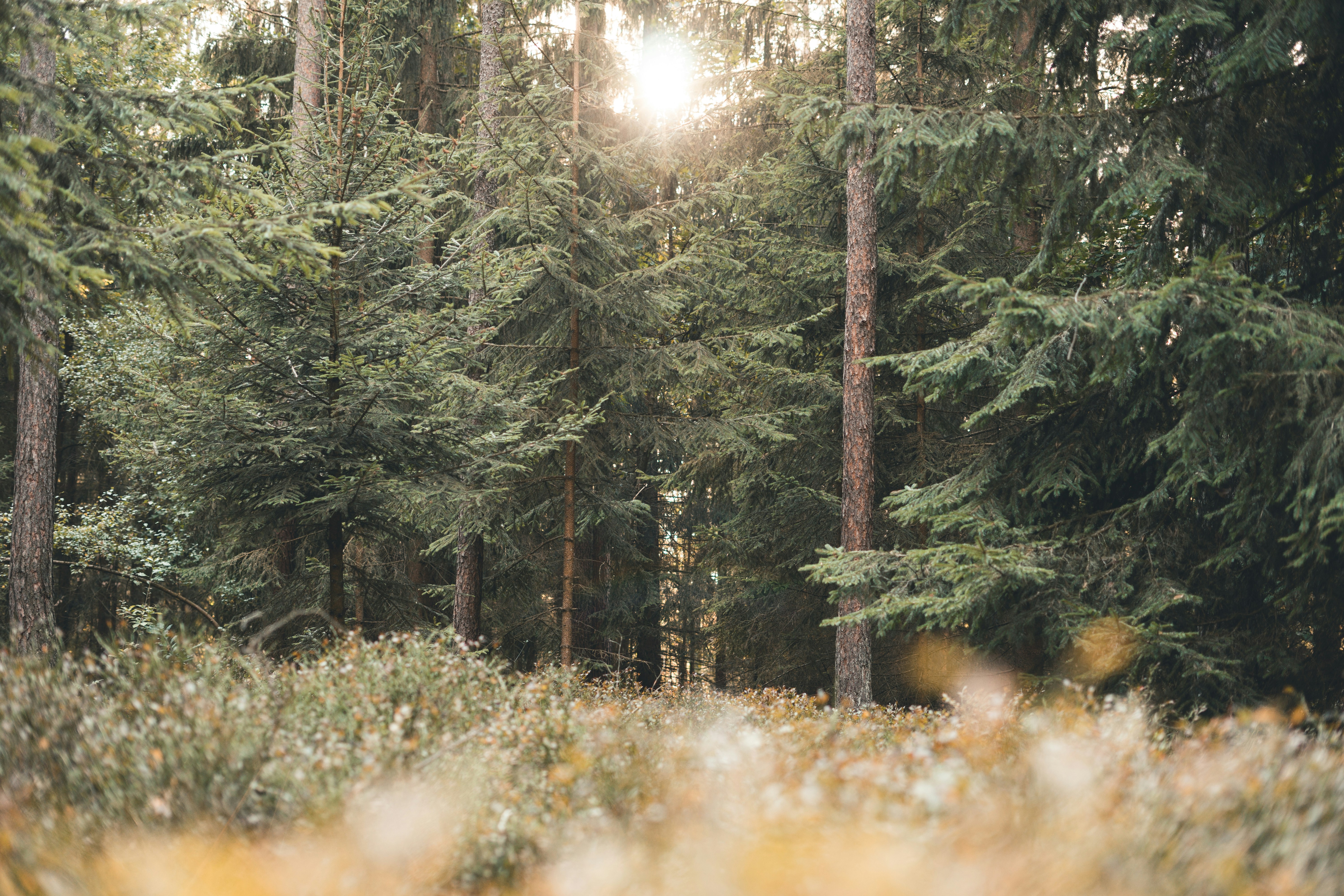 A forest filled with lots of tall trees photo – Free Forest Image on ...