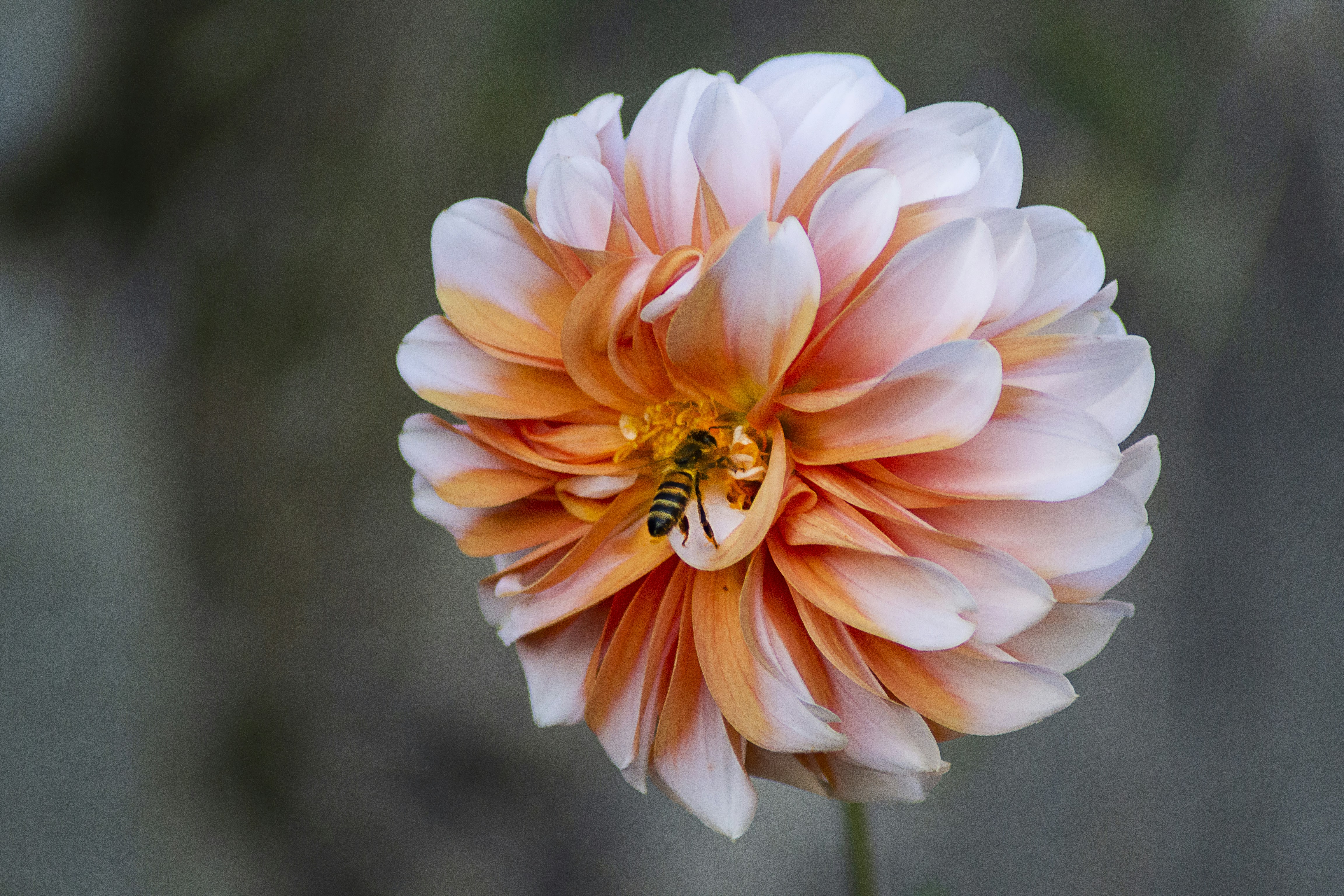 Wasp perched on a peach-colored dahlia against a blurred background.