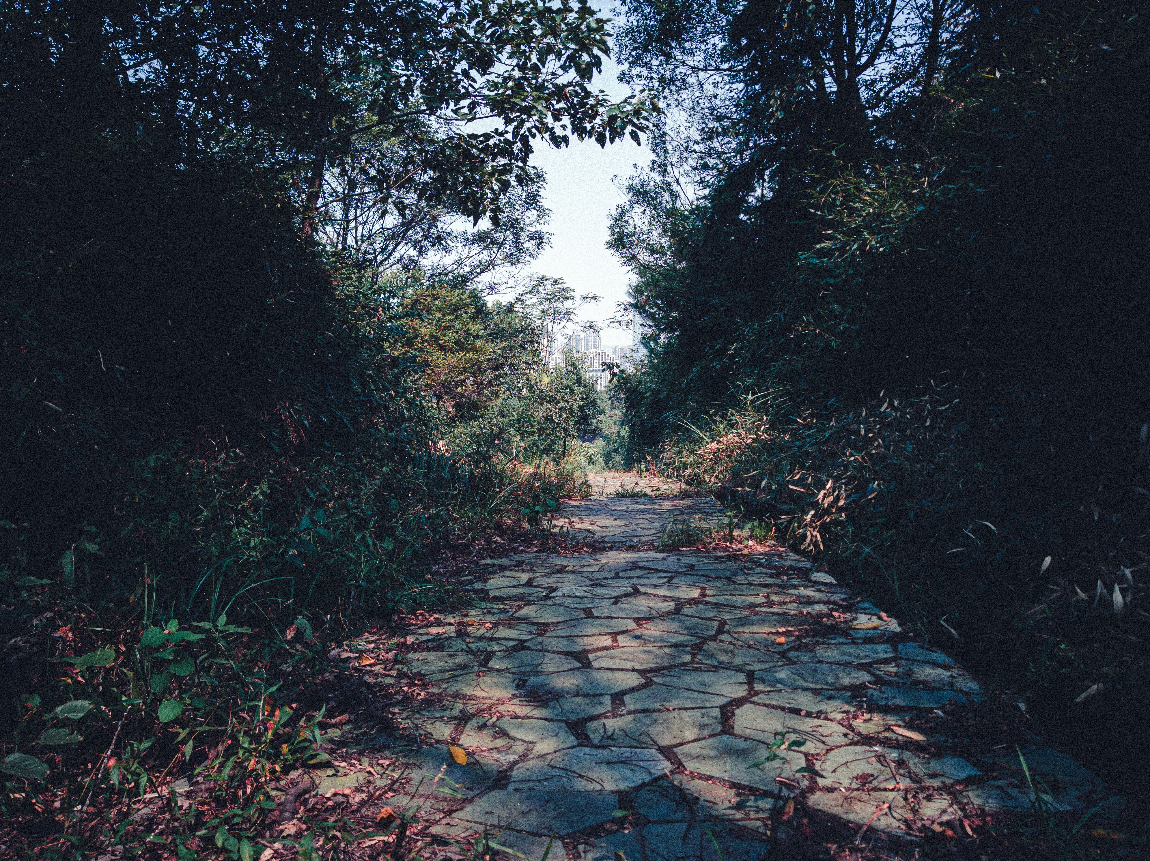 Winding stone pathway flanked by lush greenery, leading into a tranquil forest scene. Sunlight filters through the trees, creating a peaceful ambiance.