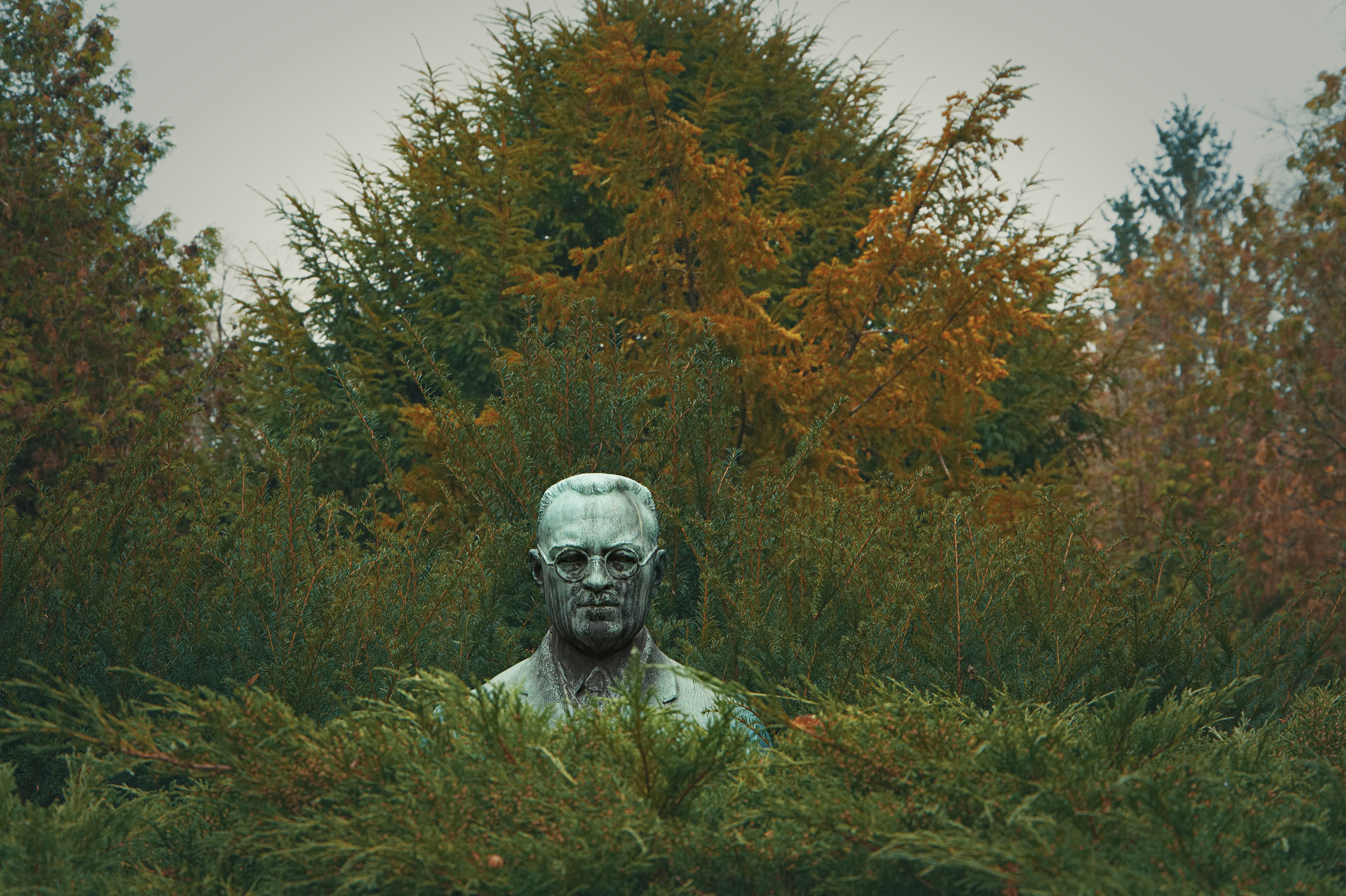 Autumn Sentinel Rising Through the Ferns