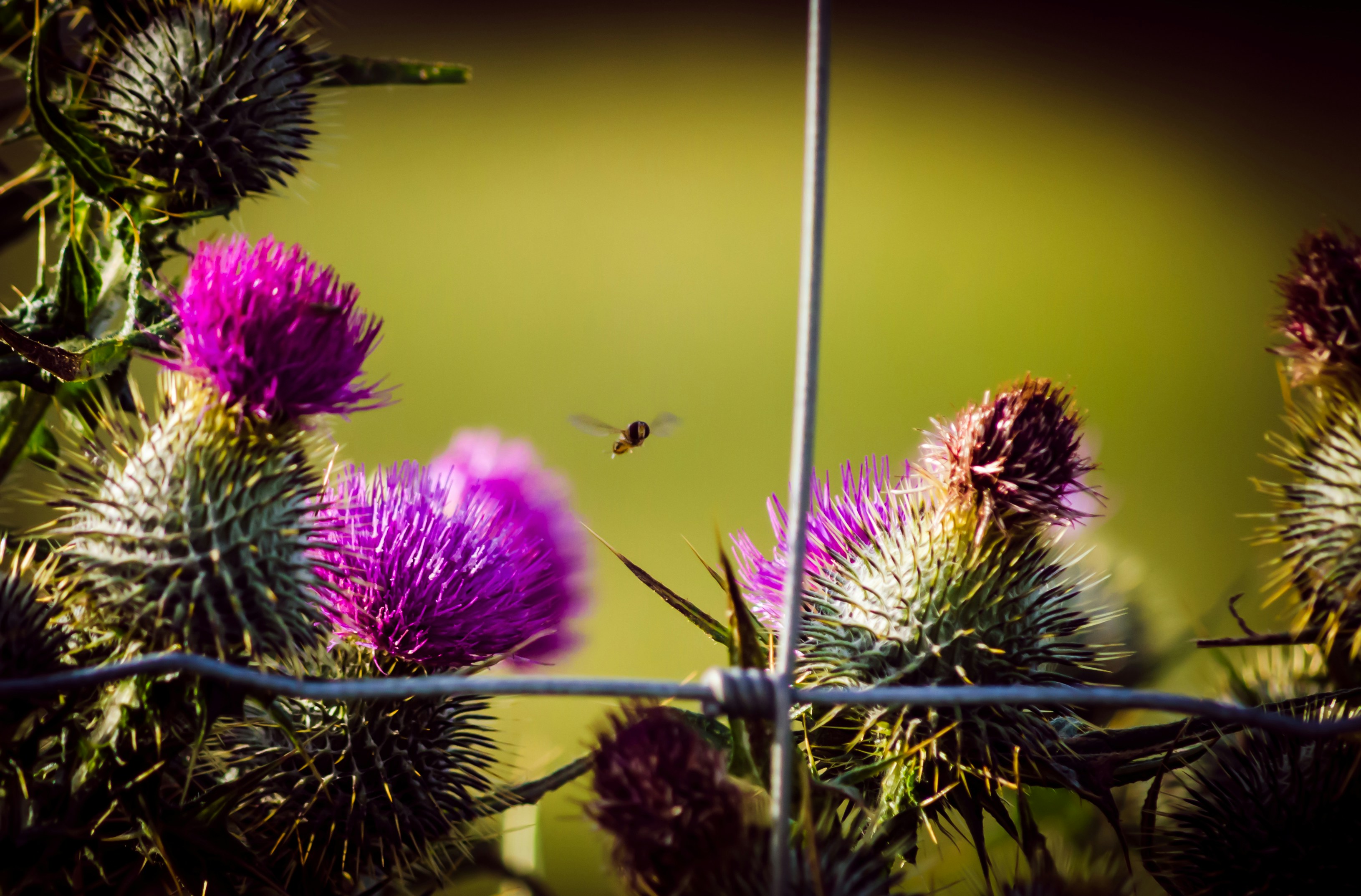 Barbed Bloom and Bee in a Garden Cage