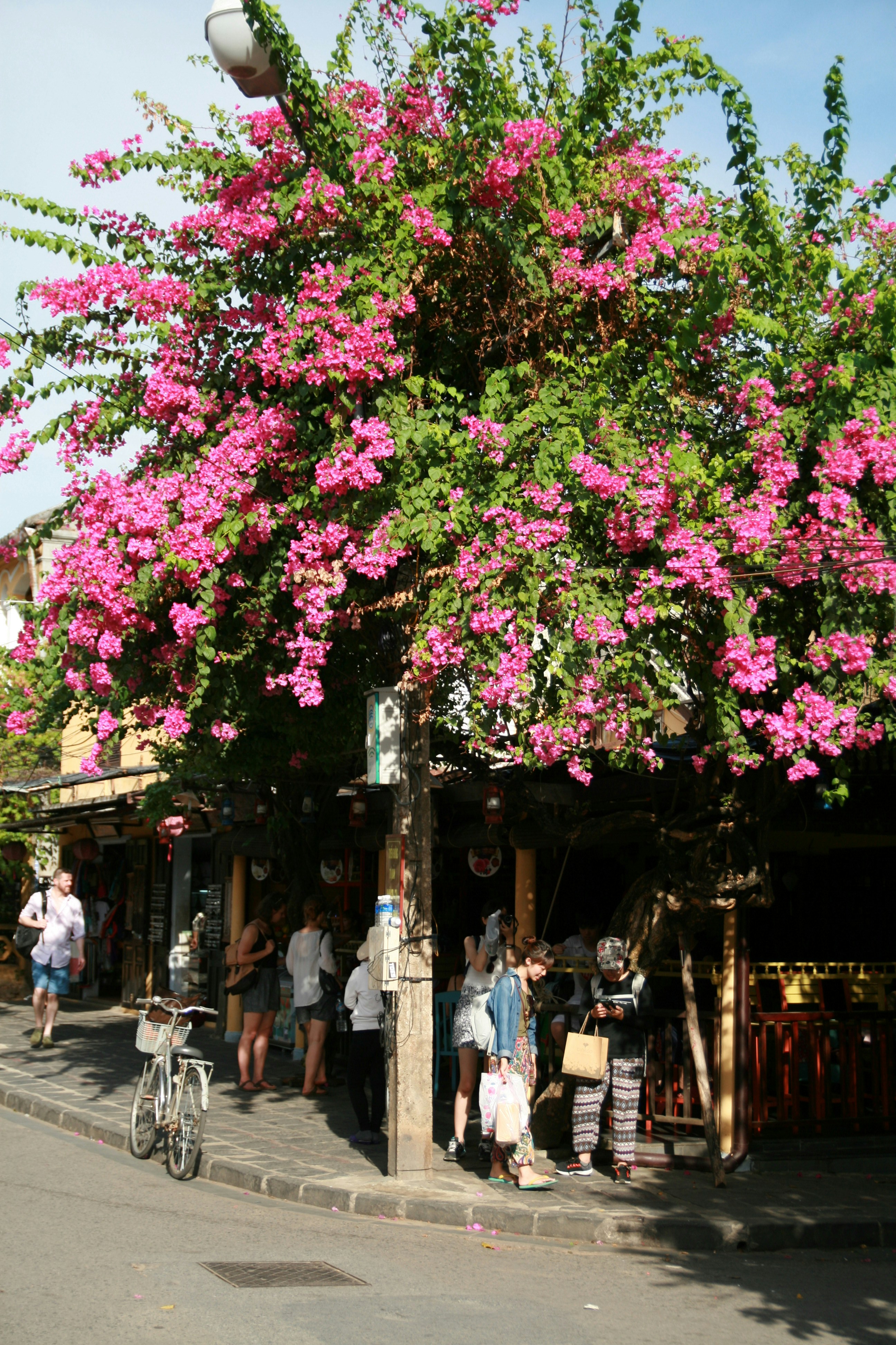 Bougainvillea Canopy Over a Lively Street Cafe