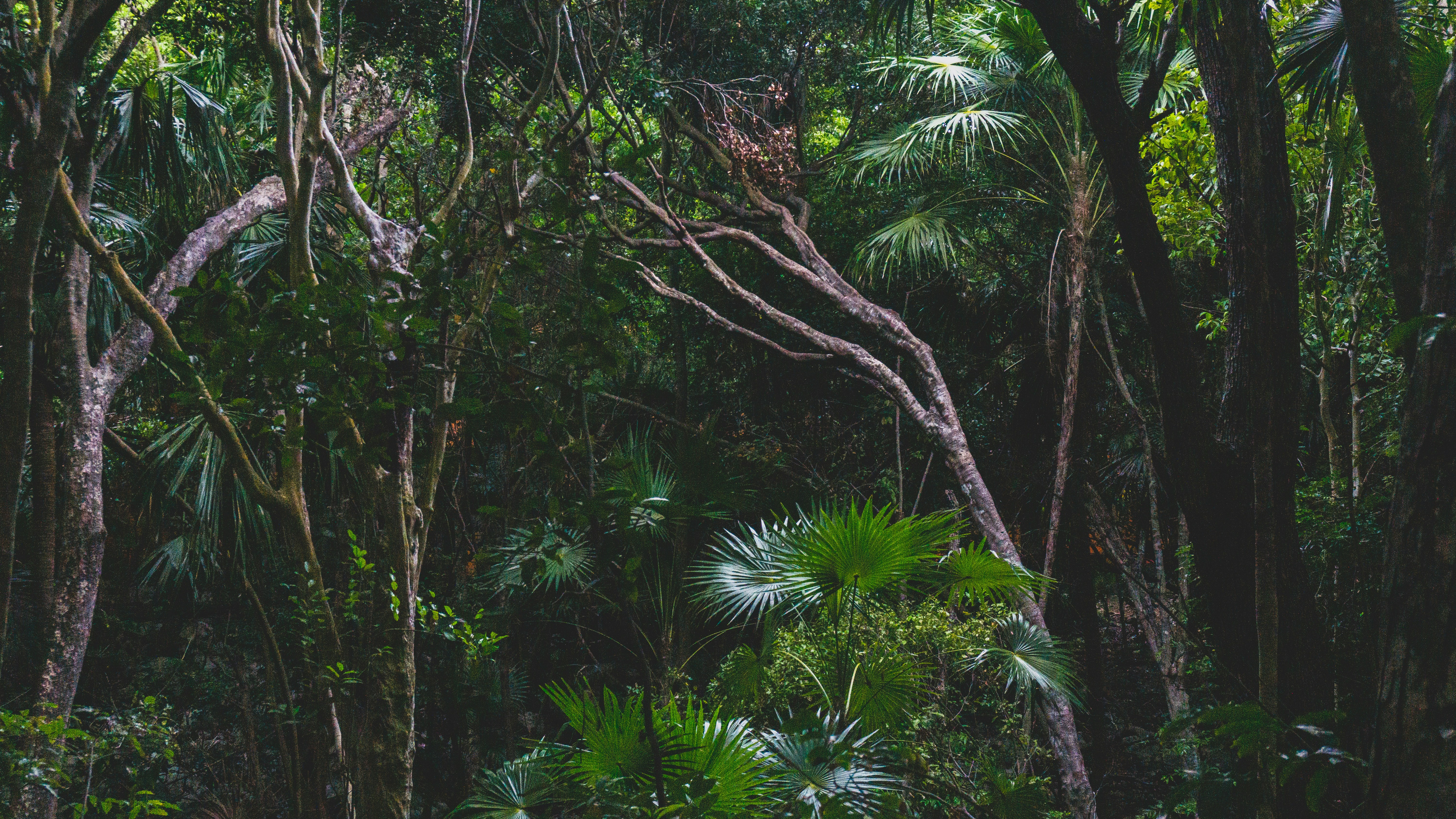 Dense jungle scene featuring a variety of trees and tropical plants, highlighting the intricate interplay of light and shadow in a vibrant ecosystem.