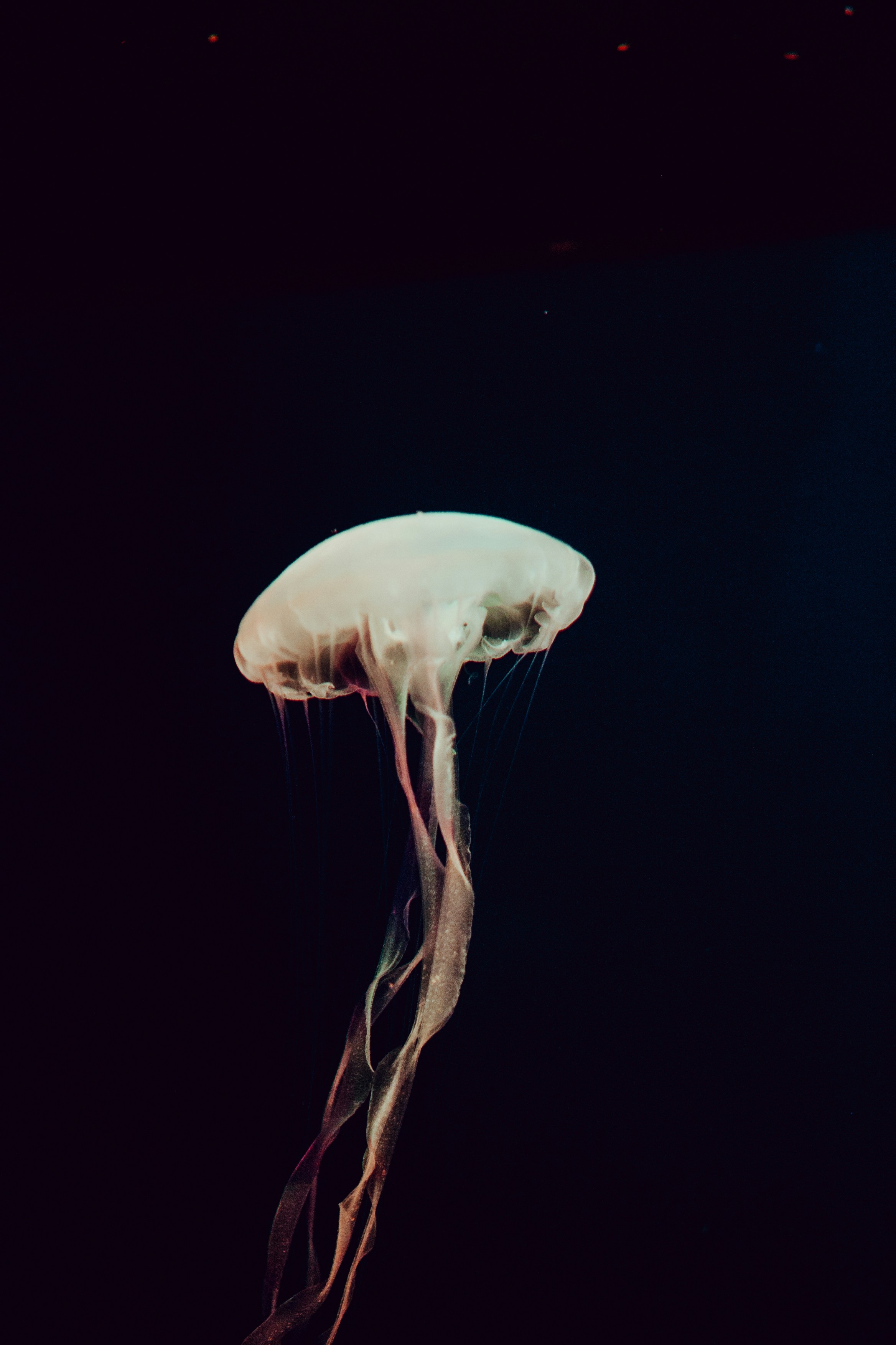 White jelly fish photo – Free Grey Image on Unsplash
