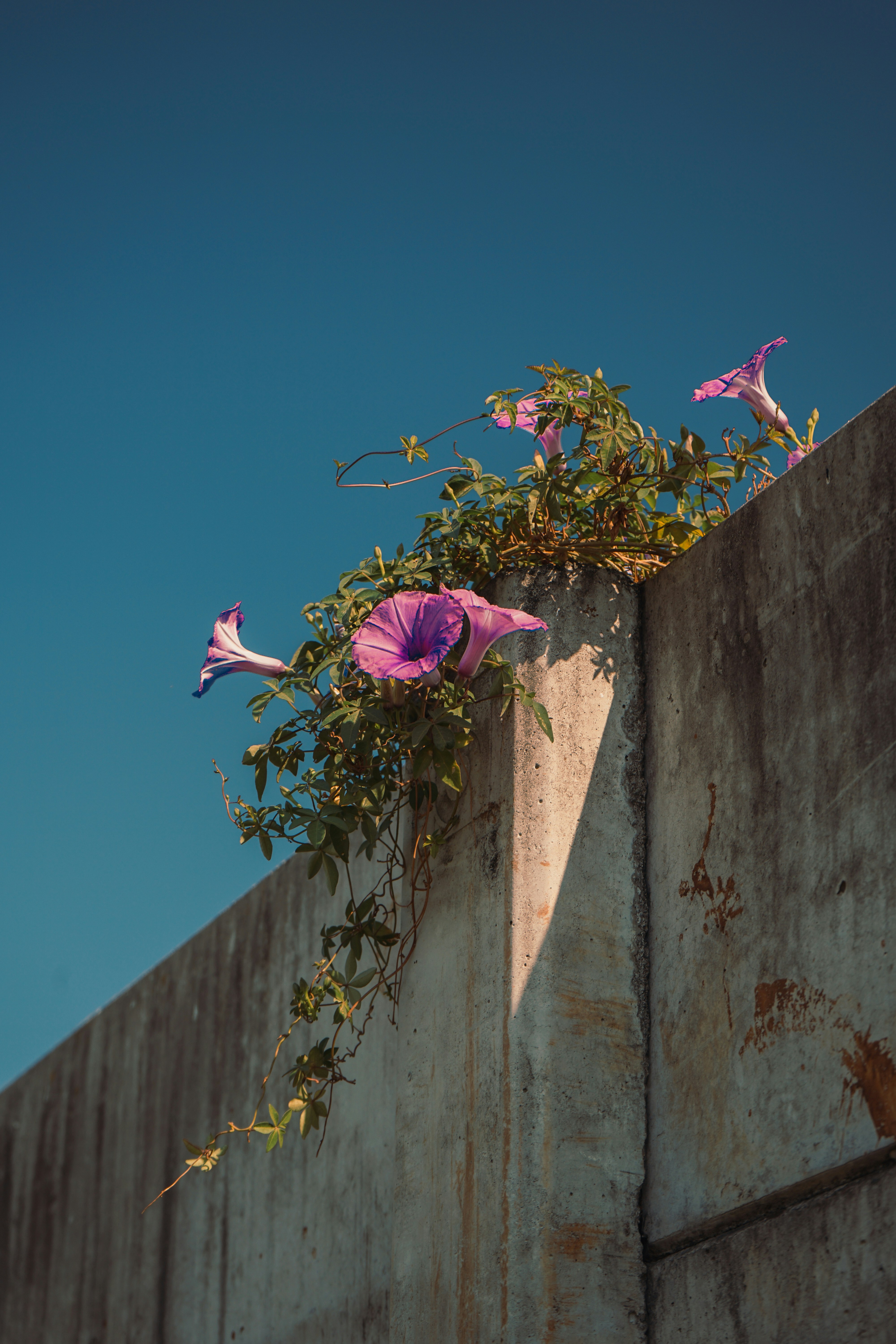 Concrete Edge in Bloom: Morning Glories Claim a Sunny Crevice
