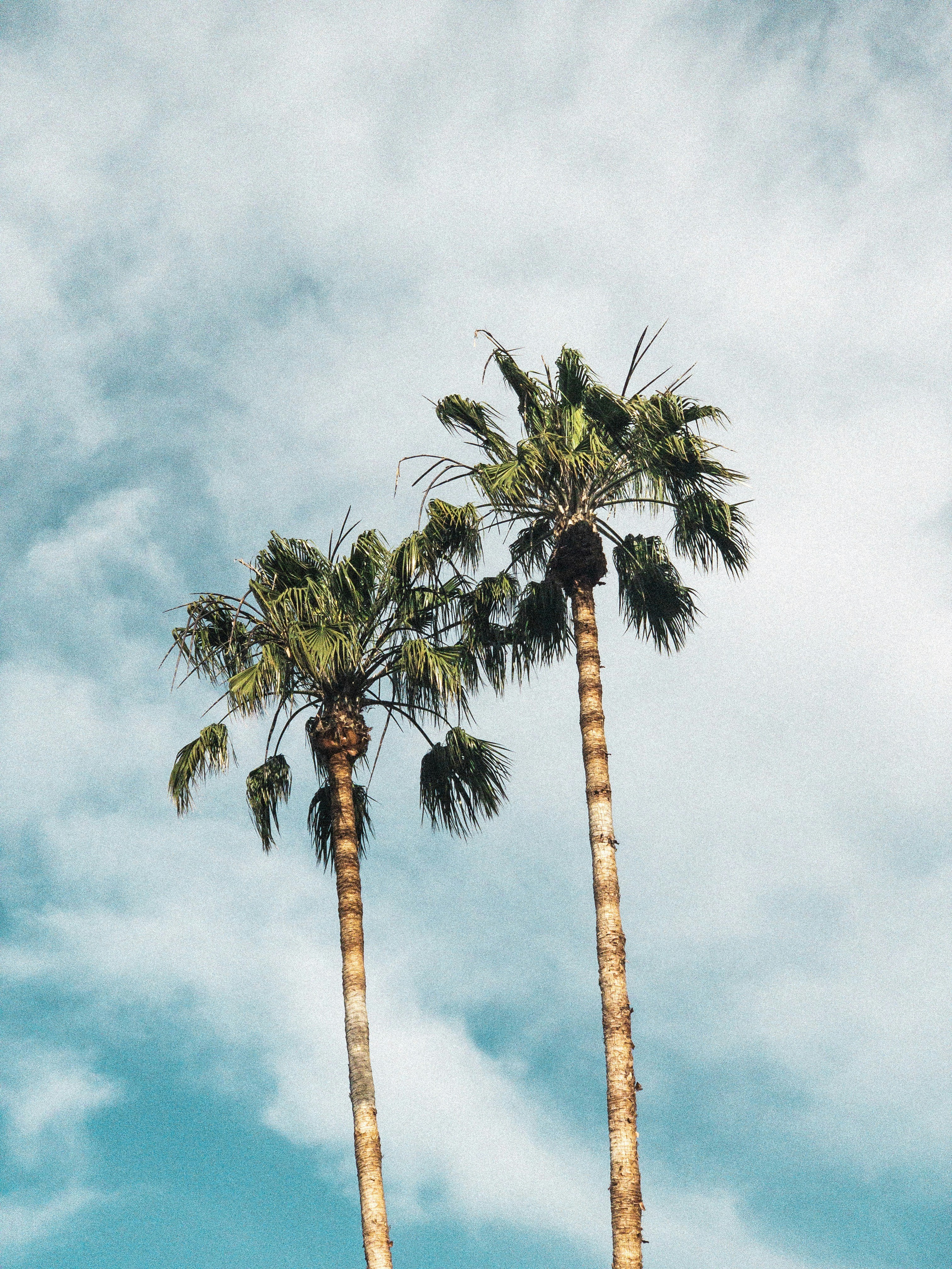A couple of palm trees that are next to each other photo – Free Los ...