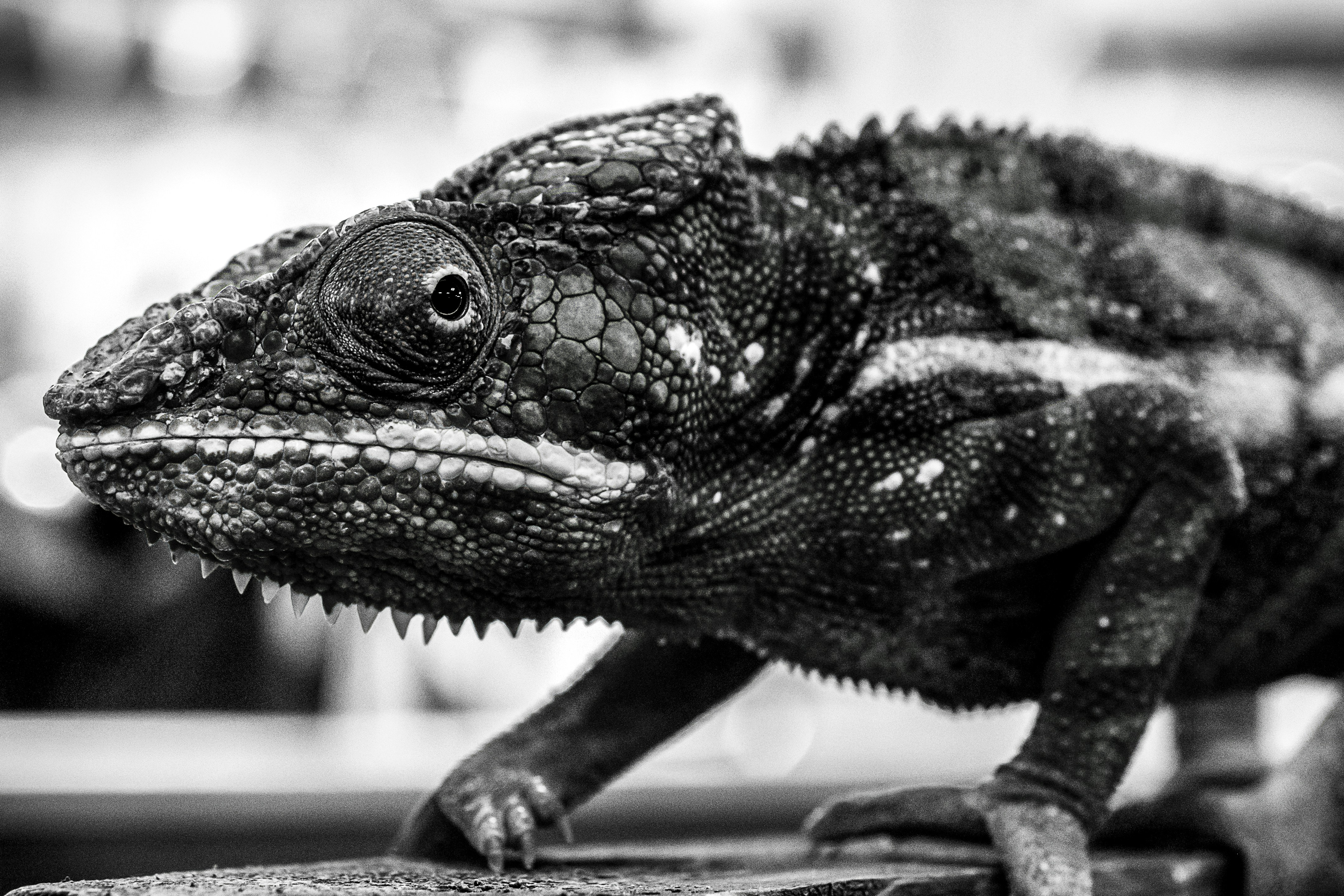 Monochrome Macro: The Gecko's Armored Texture and Gaze