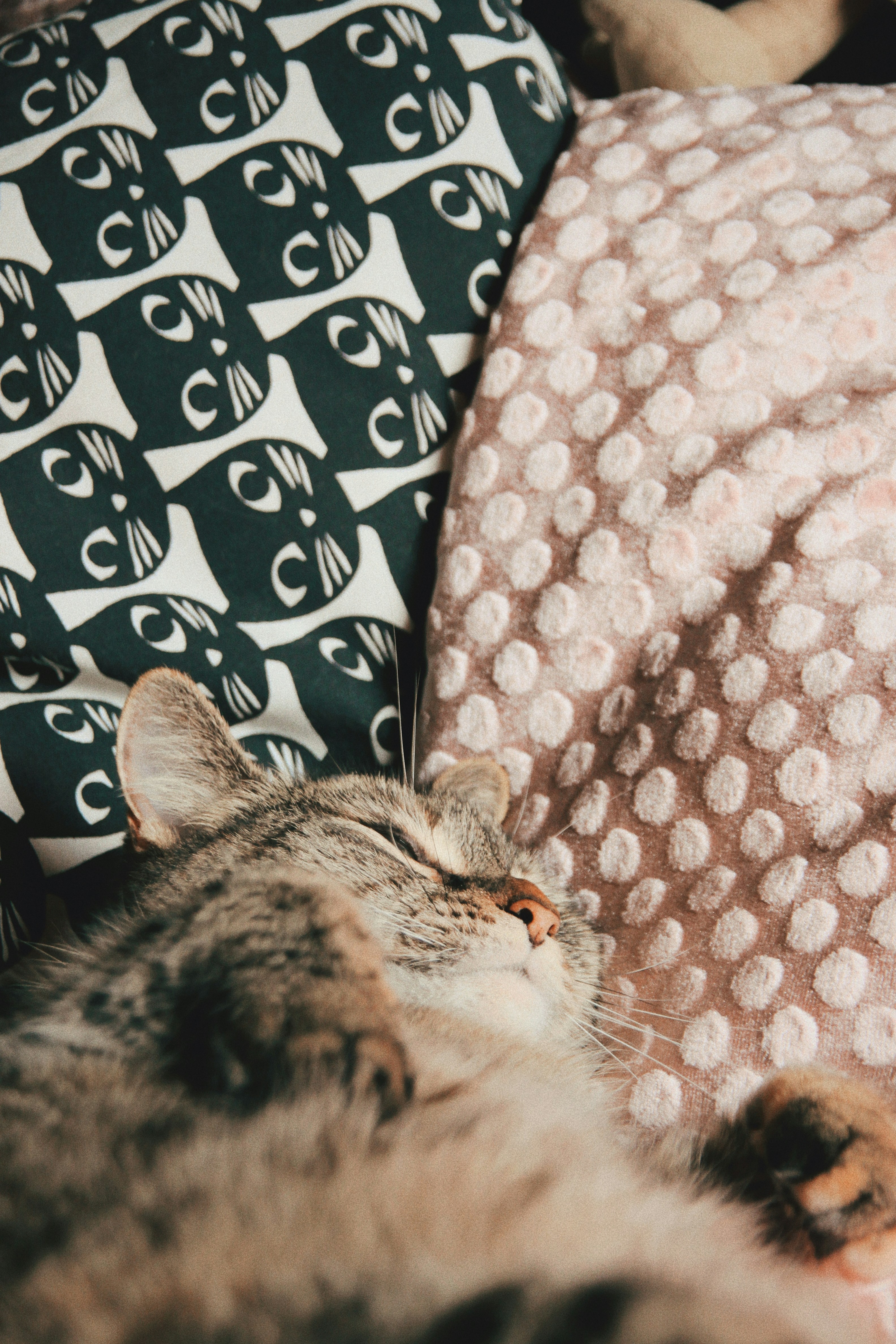 Whisker Nap Between Geometric Eyes and a Pink Plush Blanket