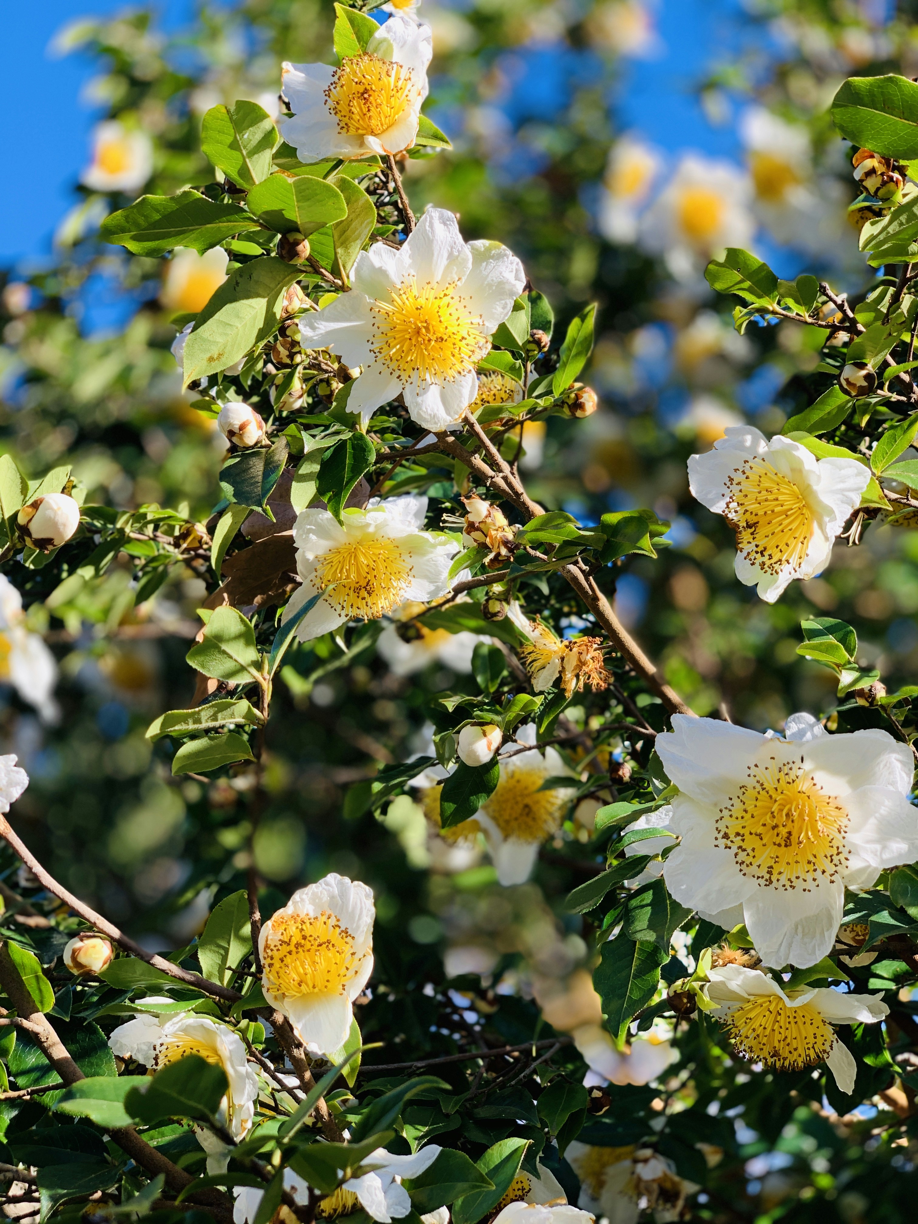 Sunlit Camellia Bloom Cluster under a Bright Summer Sky