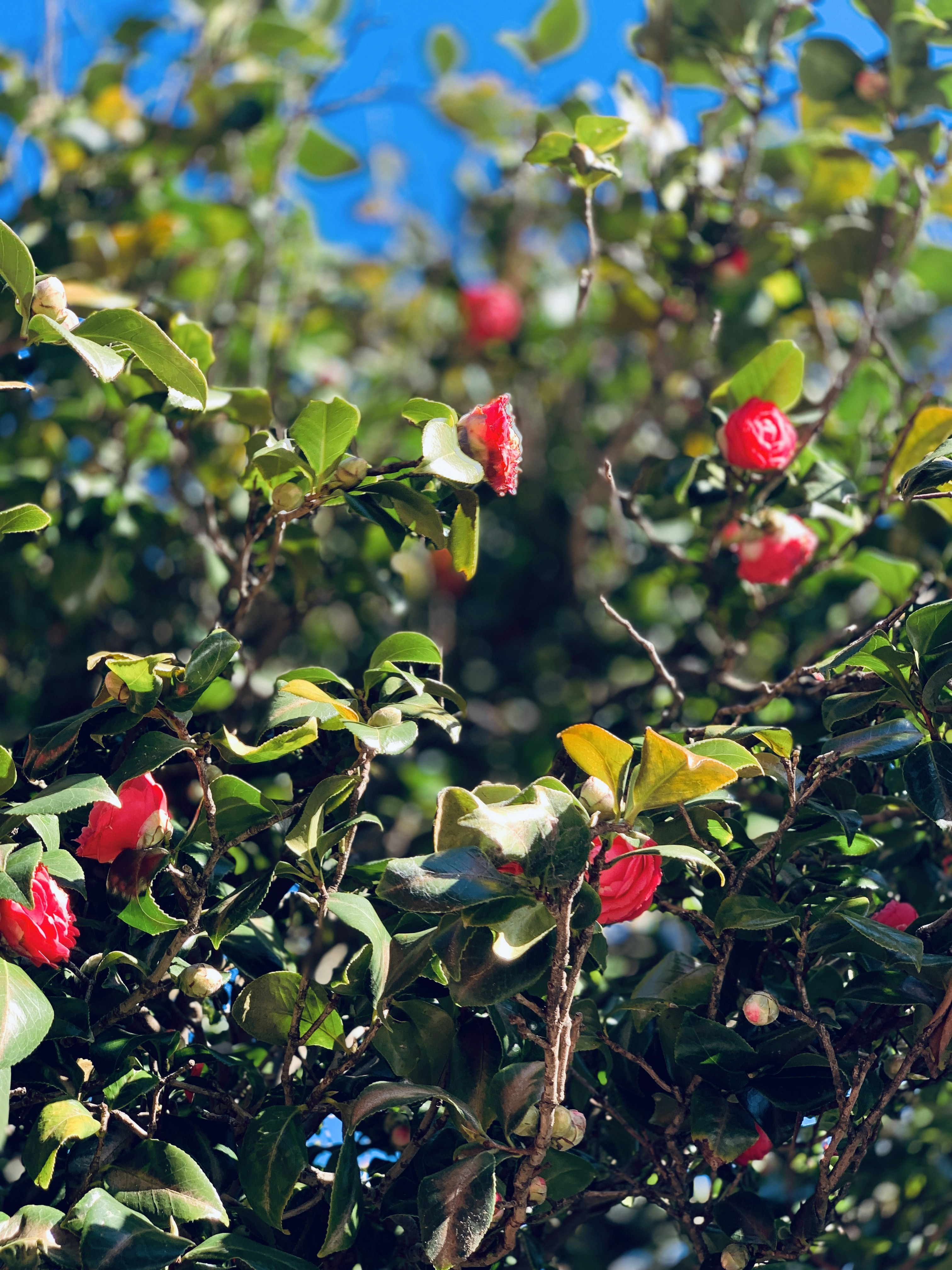 Red Camellias Piercing the Green Canopy on a Sunlit Afternoon
