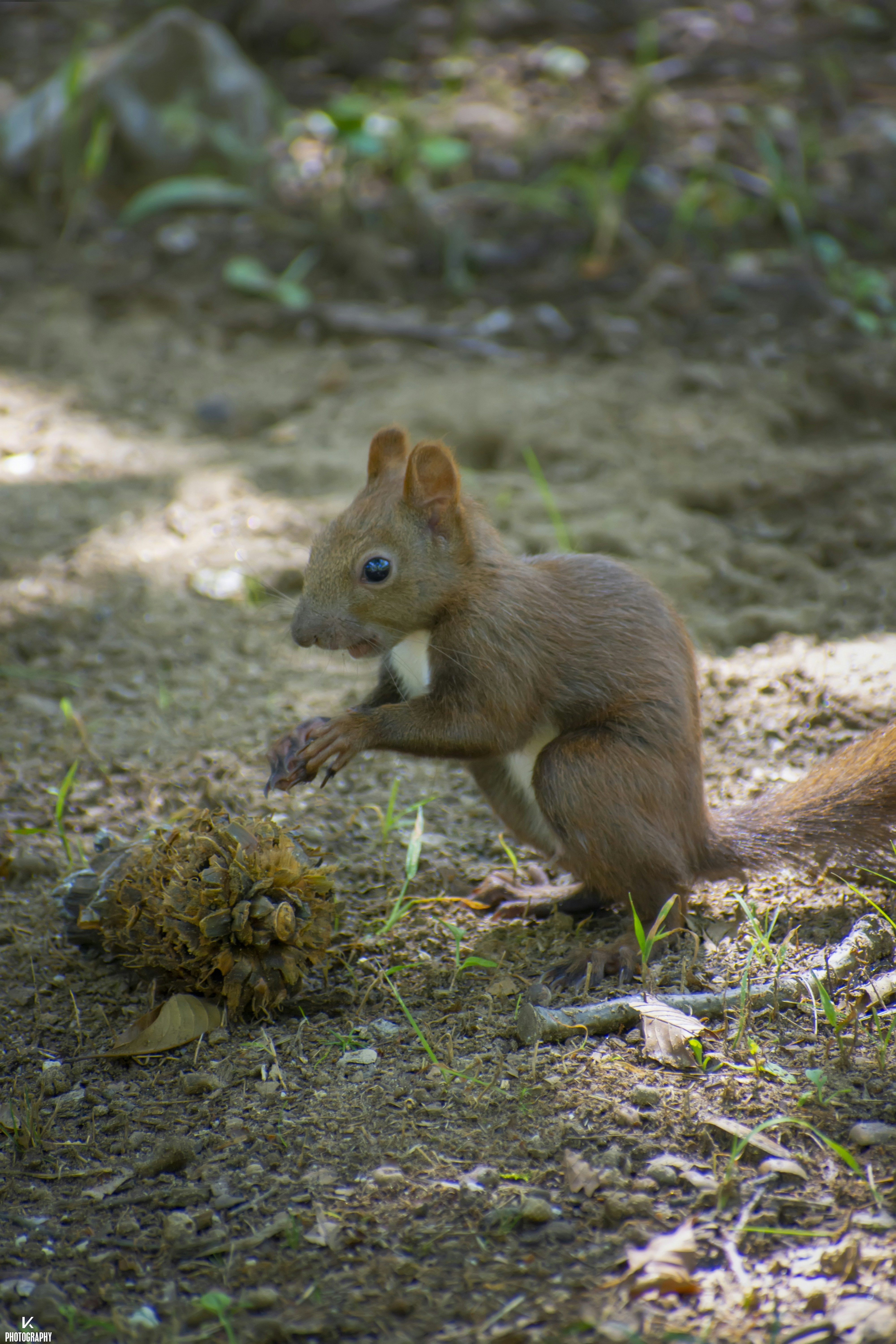 Sunlit Squirrel at the Pinecone: A Quiet Woodland Moment
