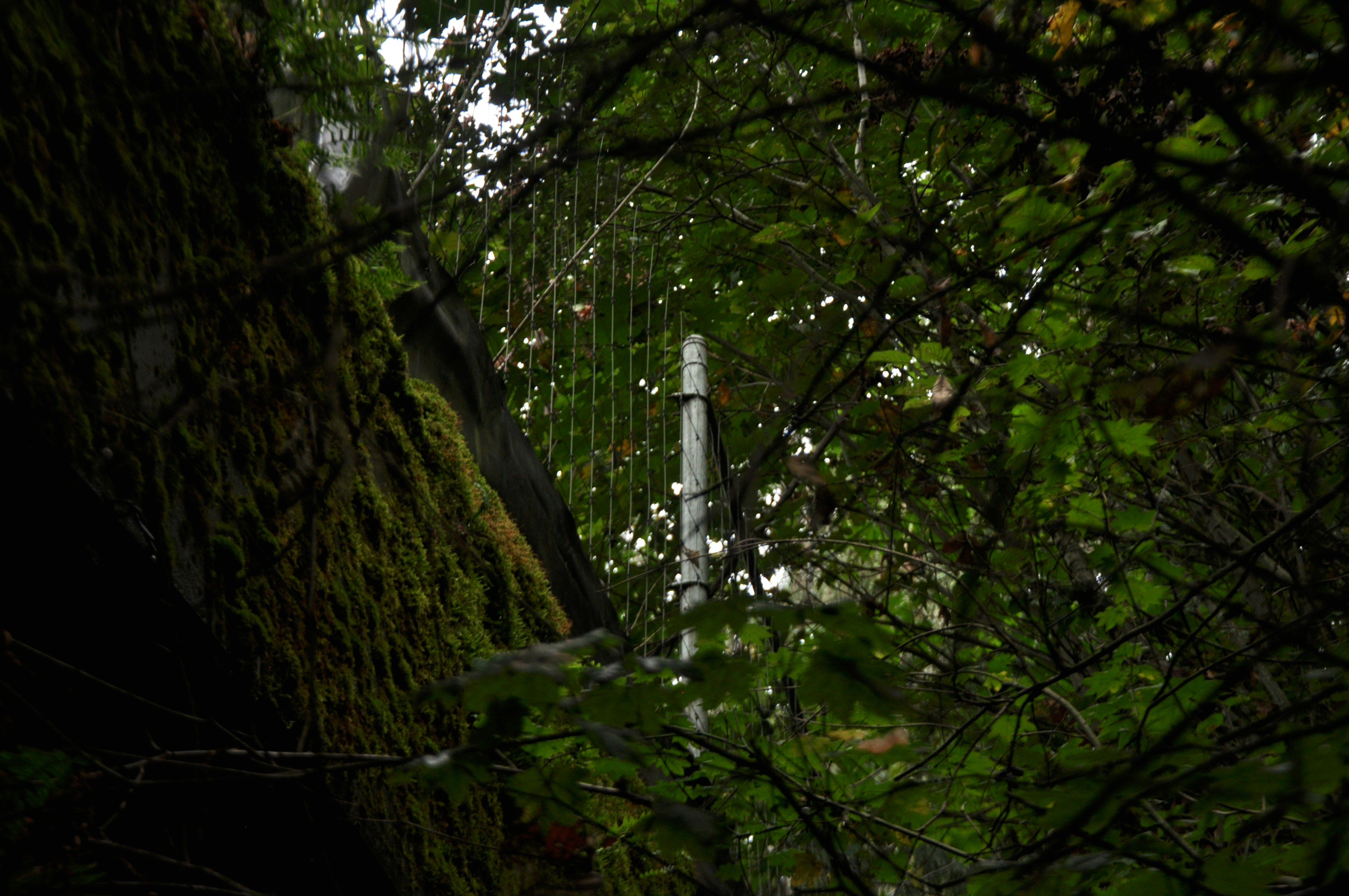 Through the Veil: Moss-Crowned Trunk and Hidden Post