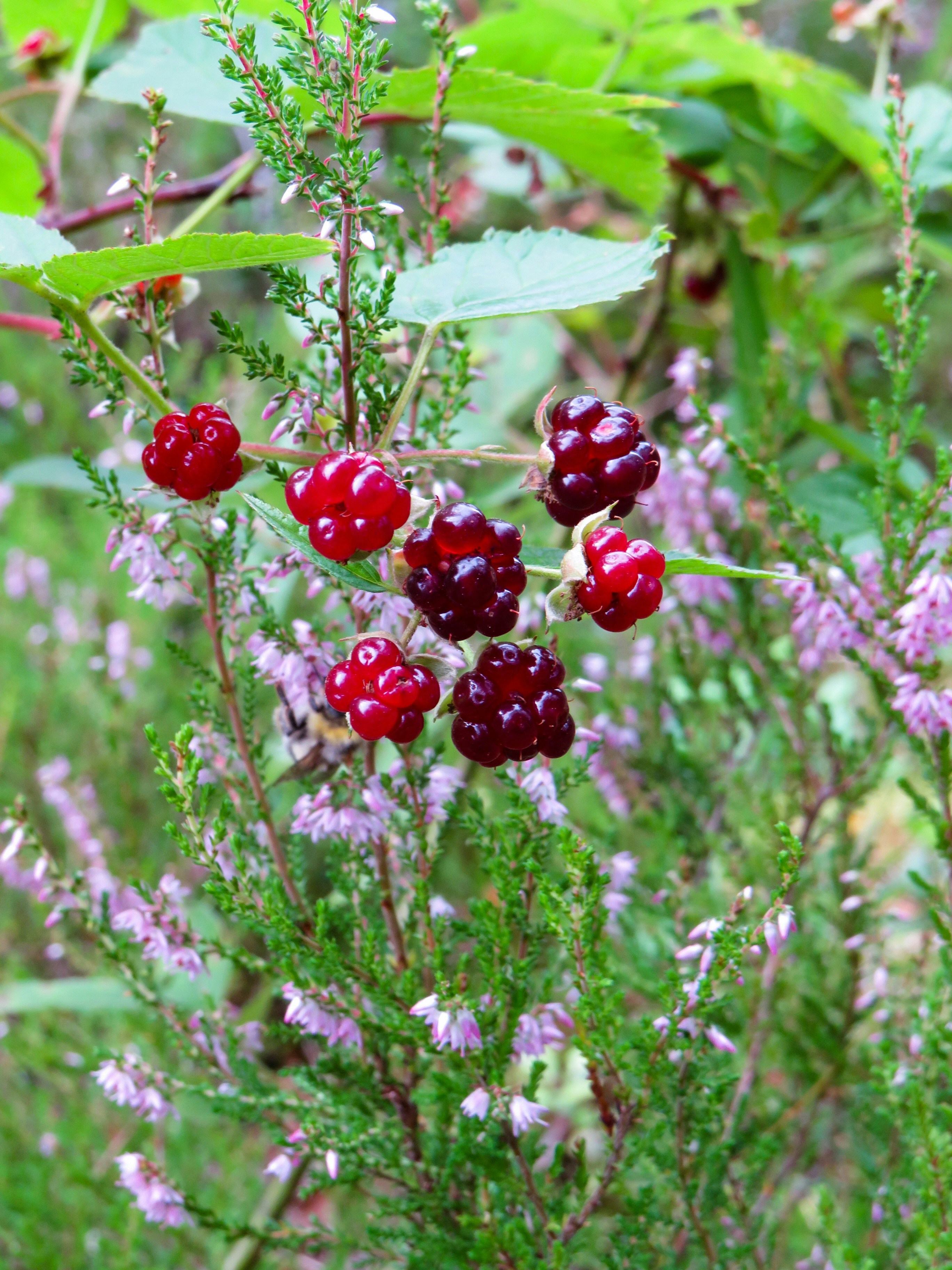 Clusters of ripe berries nestled among soft purple heather in a lush green setting.