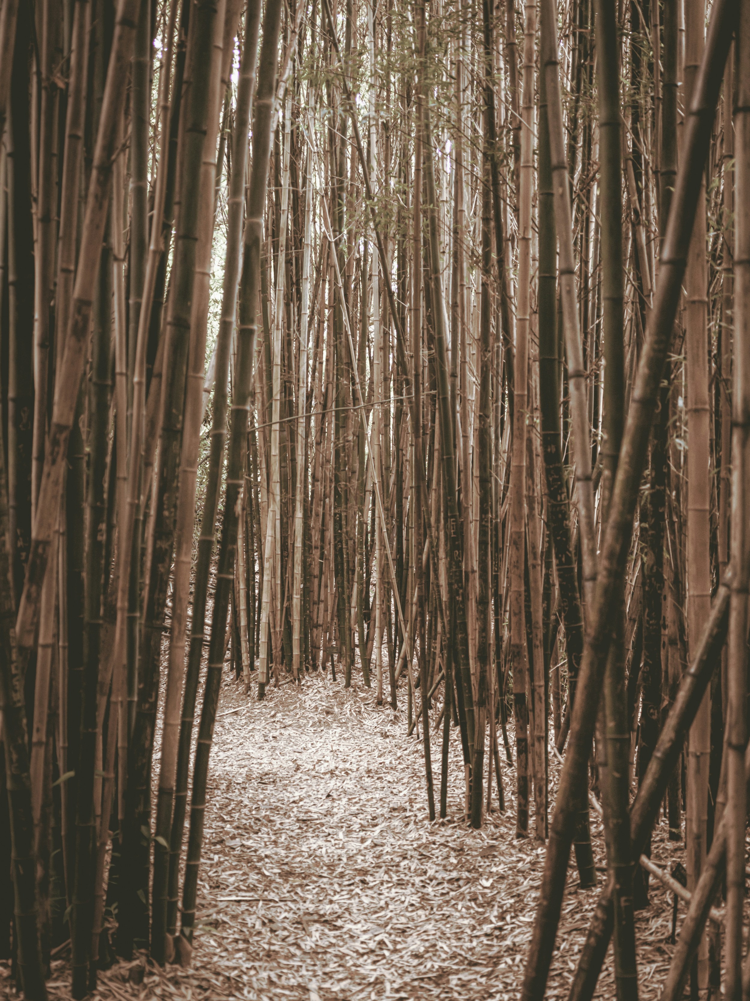 Bamboo Wood Pictures | Download Free Images on Unsplash