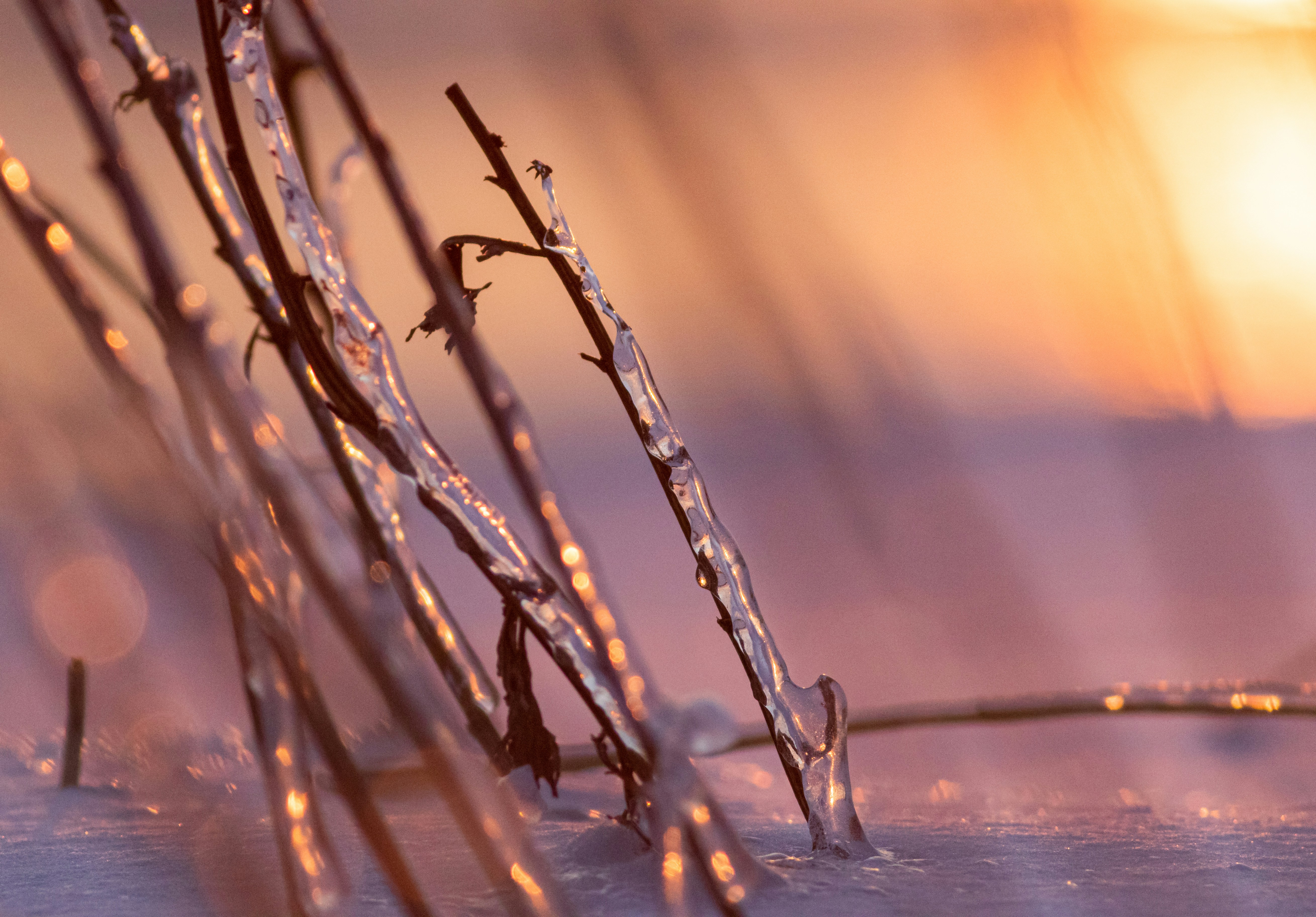 Delicate branches adorned with glistening ice droplets, illuminated by the warm glow of a sunset. The scene captures the serene beauty of winter's embrace.