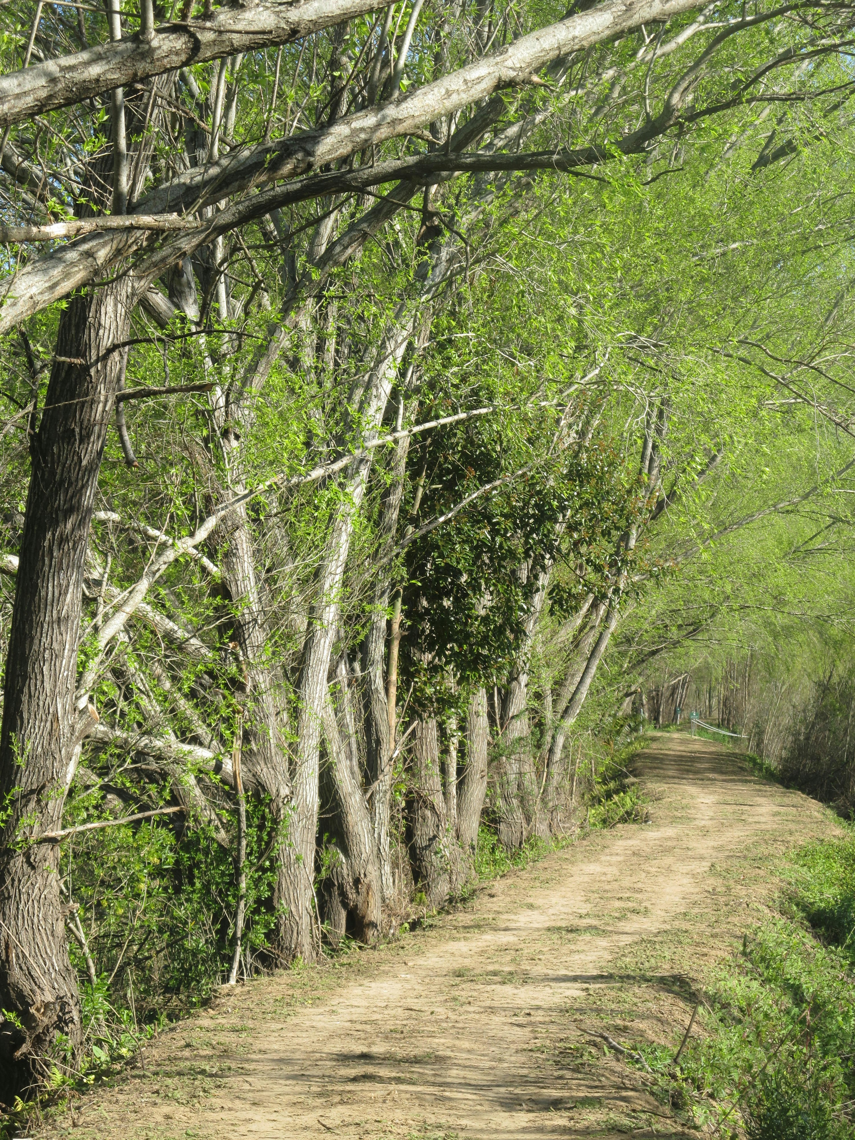 Lush trees line a winding dirt path, inviting exploration through vibrant greenery. The scene captures the tranquility of a natural setting.