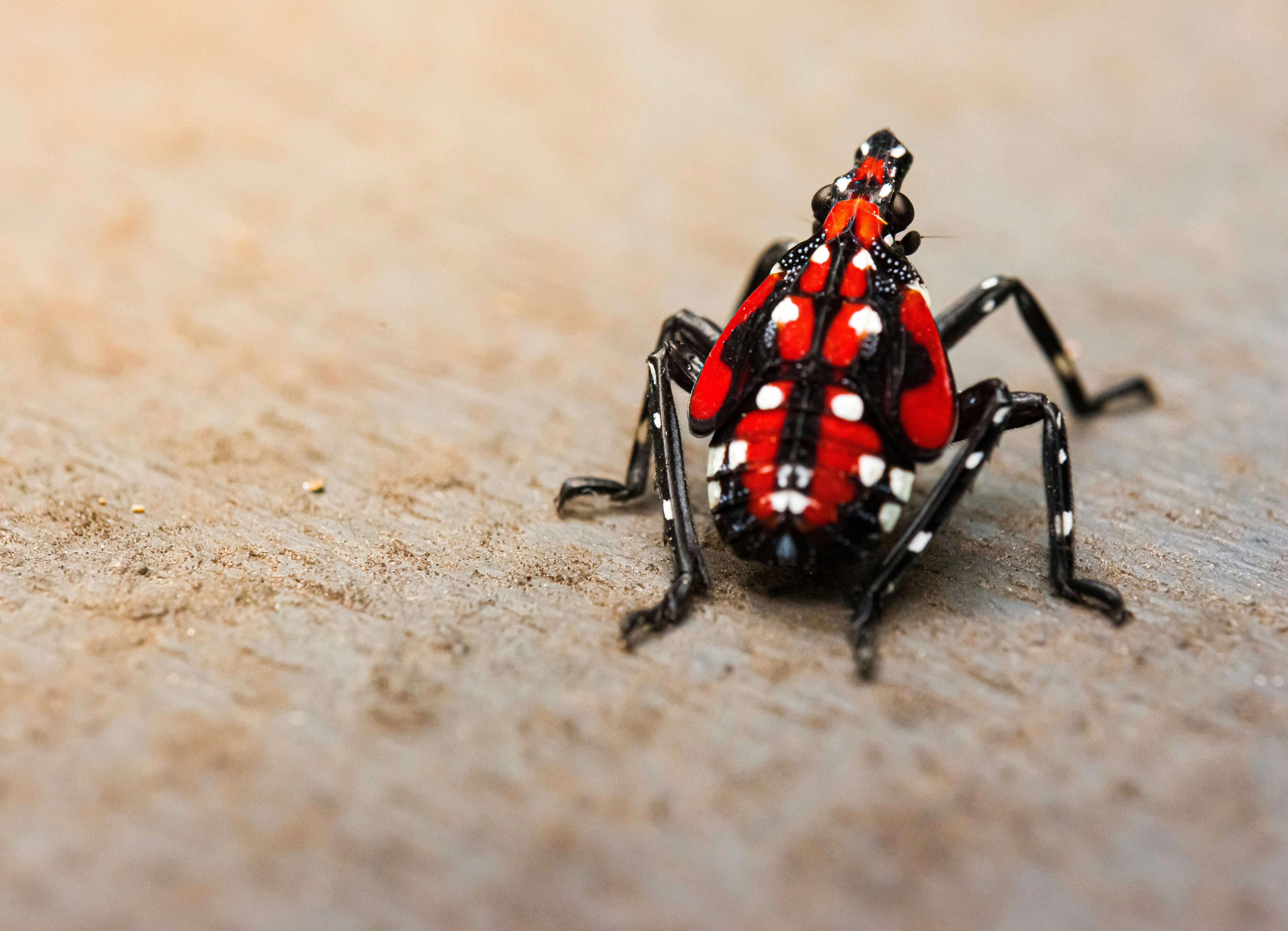 Black and red bug photo – Free Animal Image on Unsplash