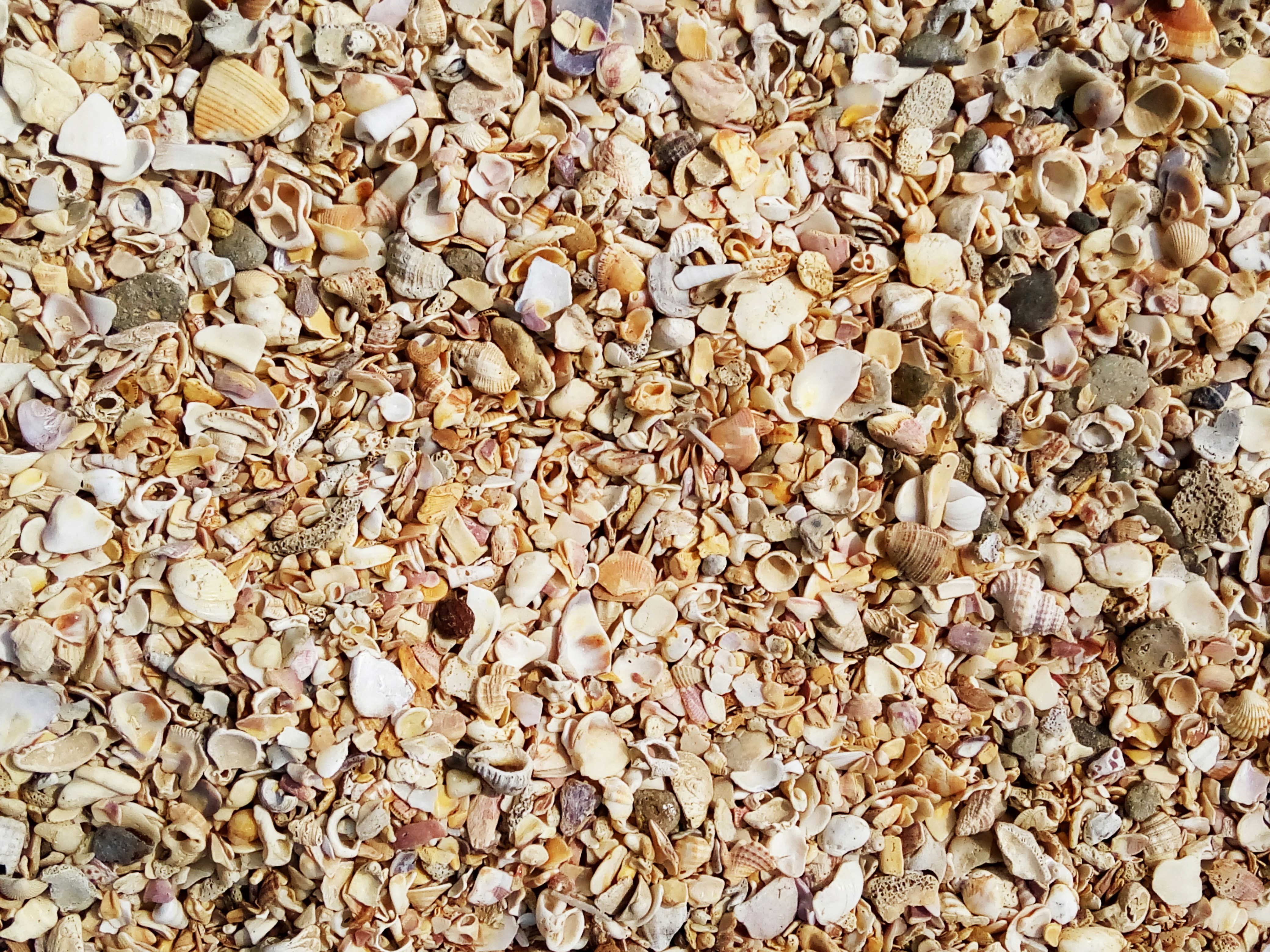 Conchas de colores variados foto – Imagen de Playa gratuita en Unsplash