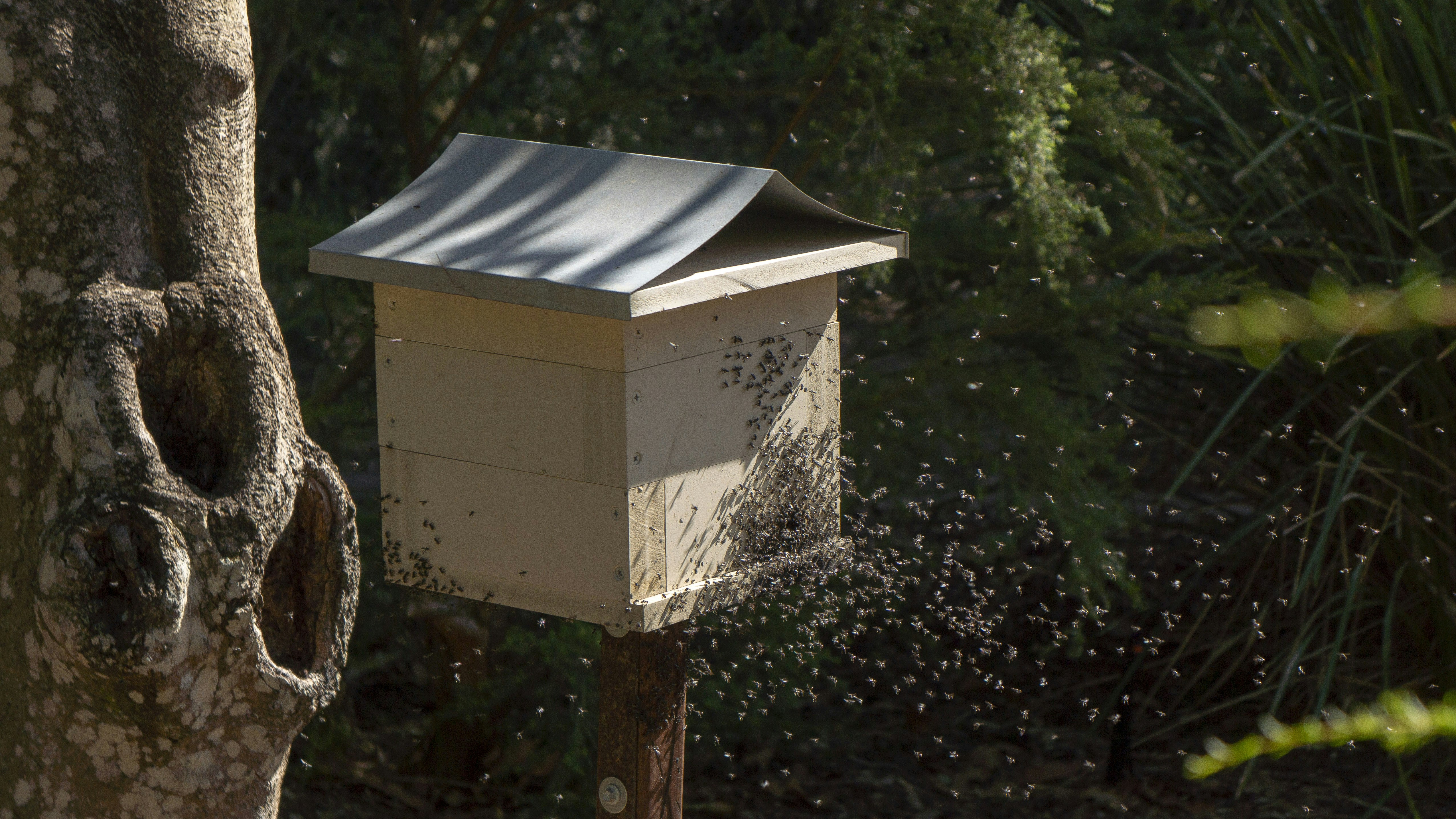 A beehive surrounded by a flurry of bees, highlighting the intricate activity of pollination in a natural setting.