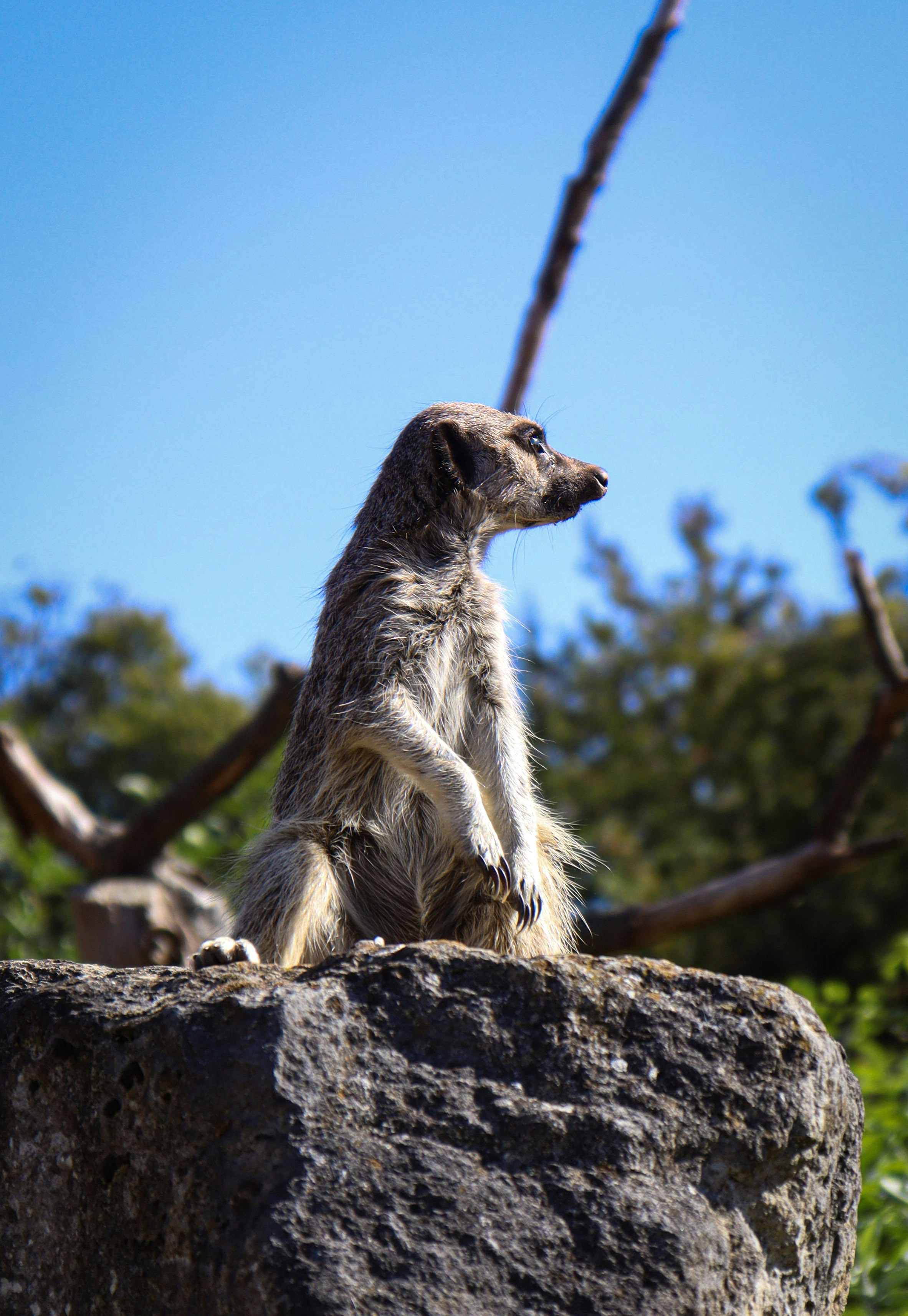 Gray cat on rock photo – Free Marwell zoo Image on Unsplash