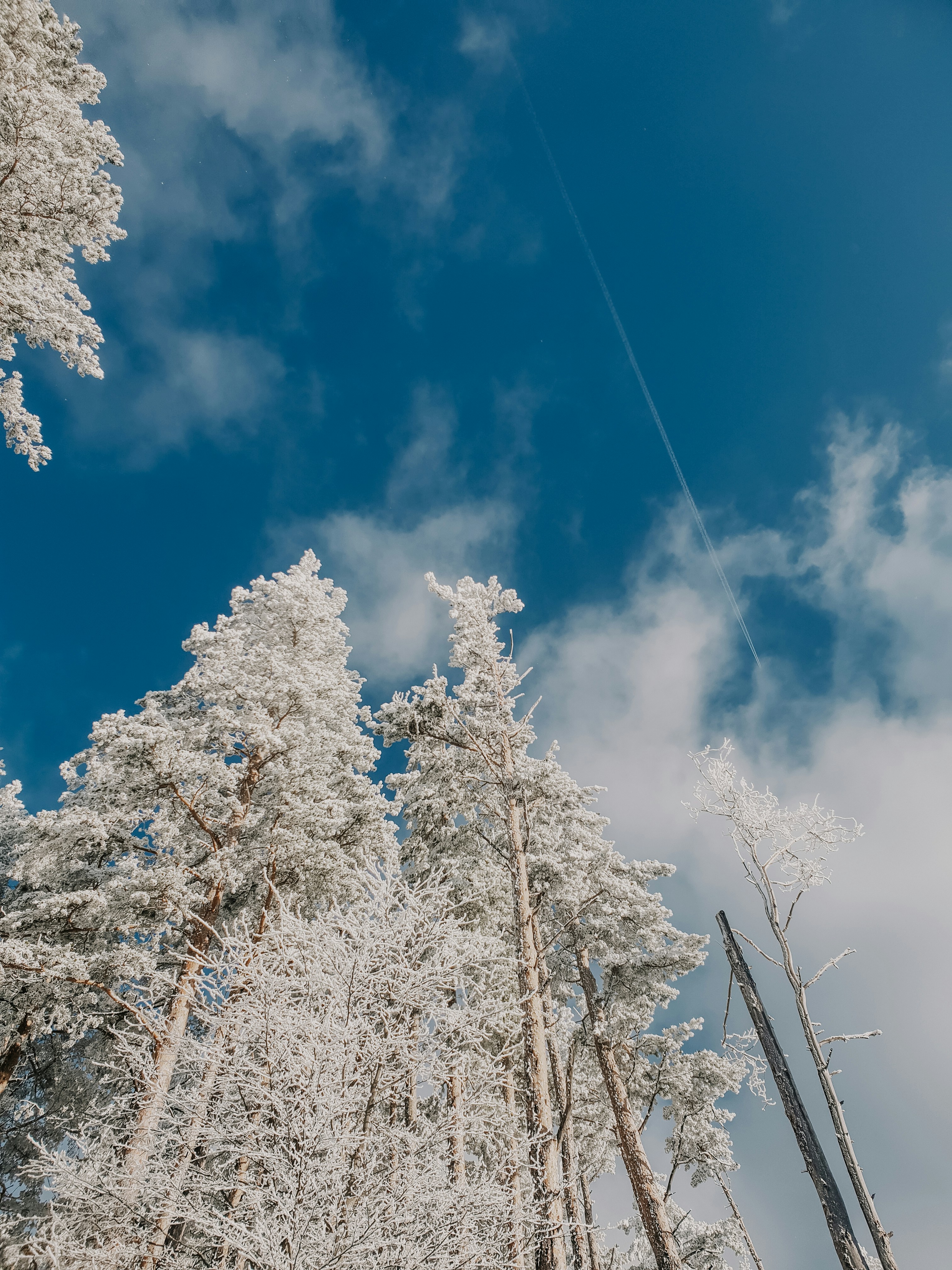 Frost-laden trees stretch towards a clear blue sky, with wisps of clouds accentuating the serene winter landscape.