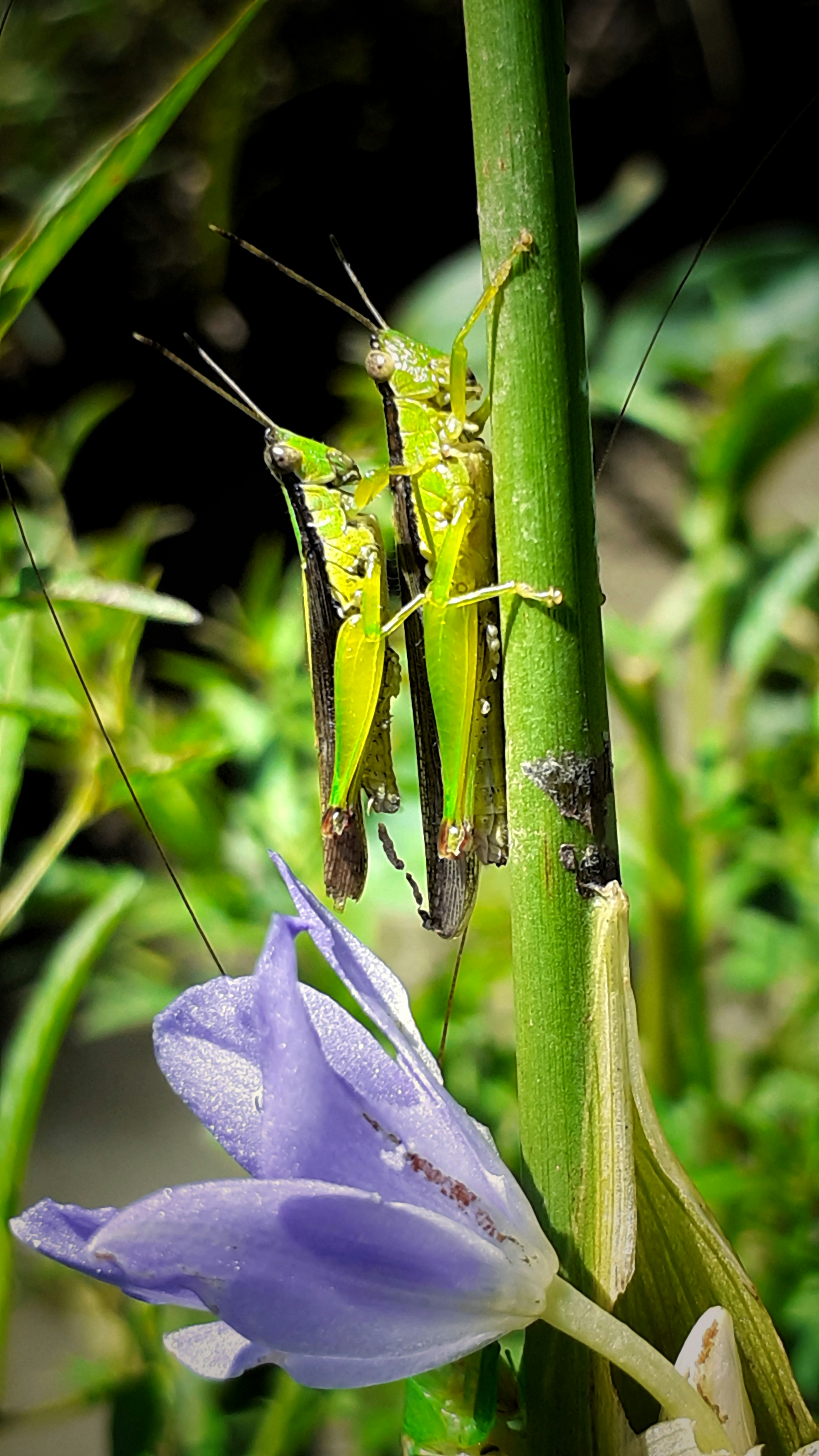 grass hopper