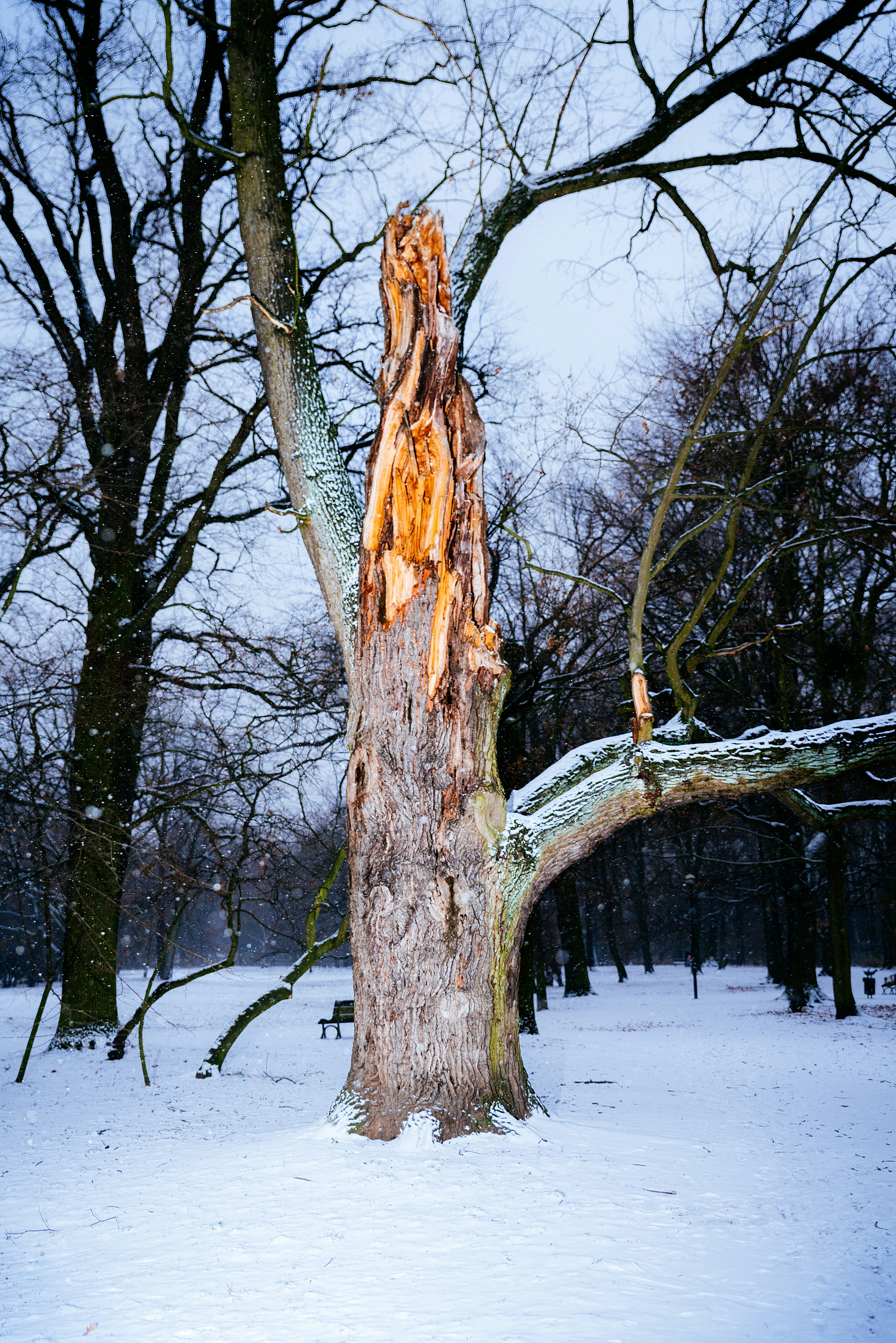 Orange Core of Winter: A Broken Tree Rising in Frosted Silence
