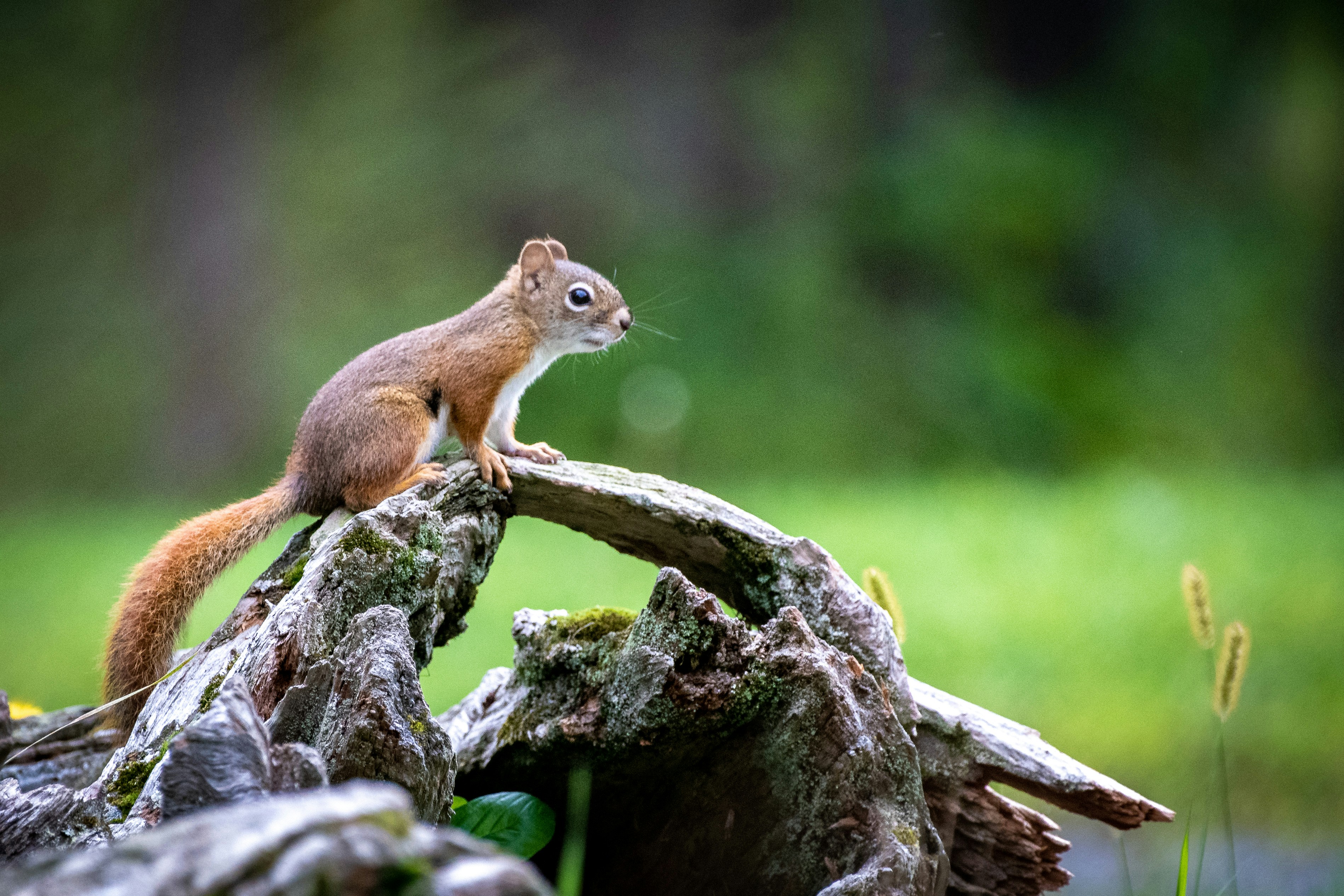 Squirrel on stone photo – Free Background Image on Unsplash