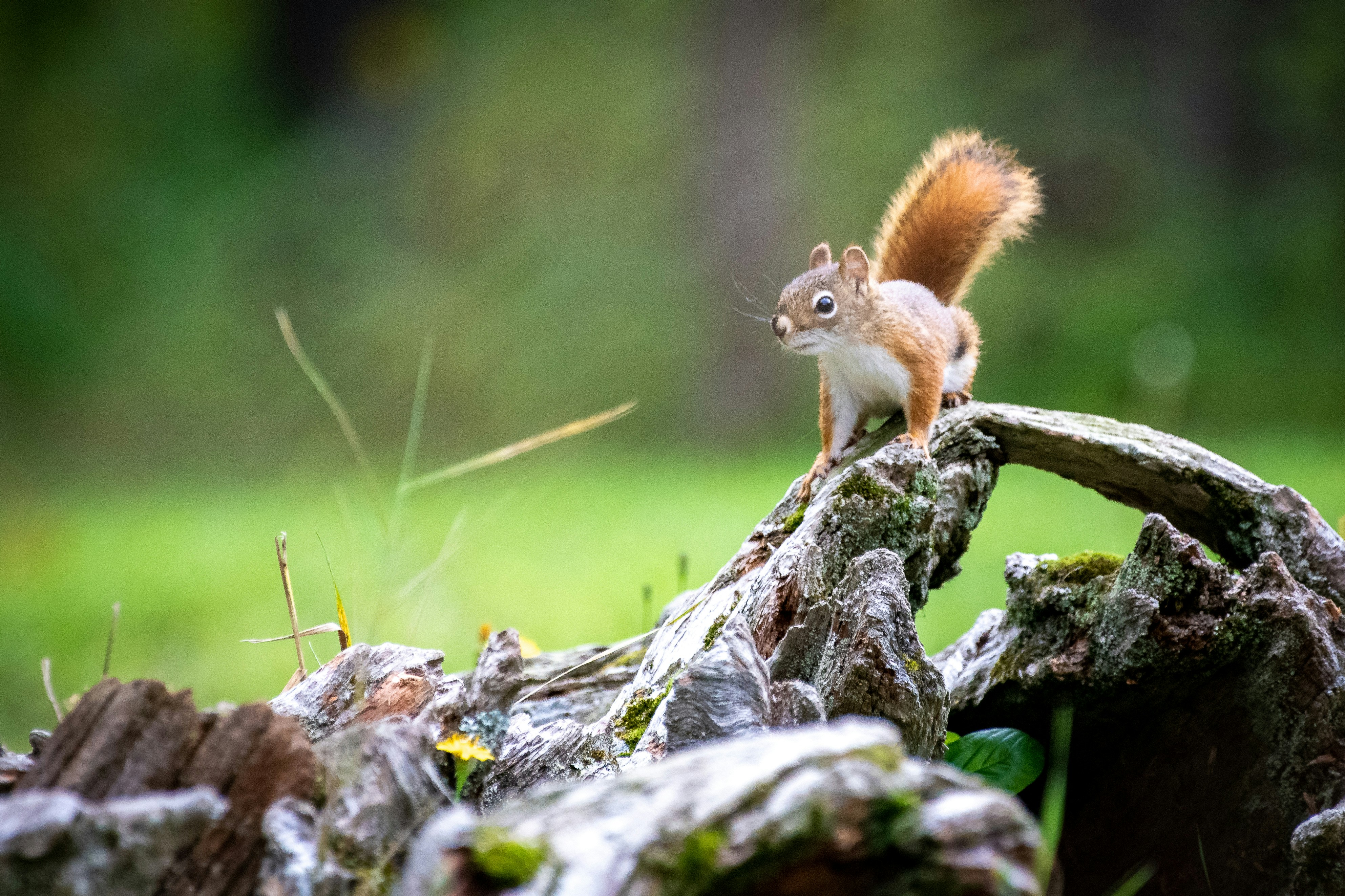 A curious squirrel perches on a weathered log, surrounded by lush greenery in a serene forest setting.